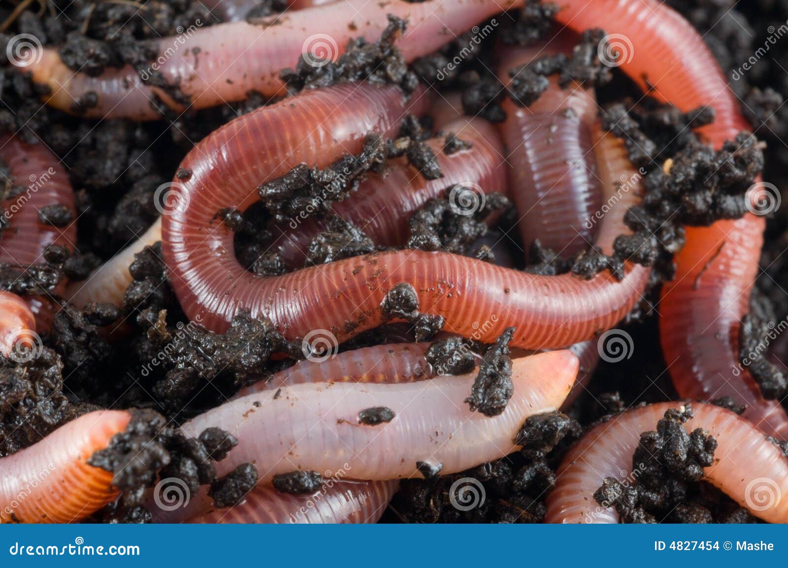 Structuur. Aardwormen stock foto. Image of grond, kronkelig - 4827454