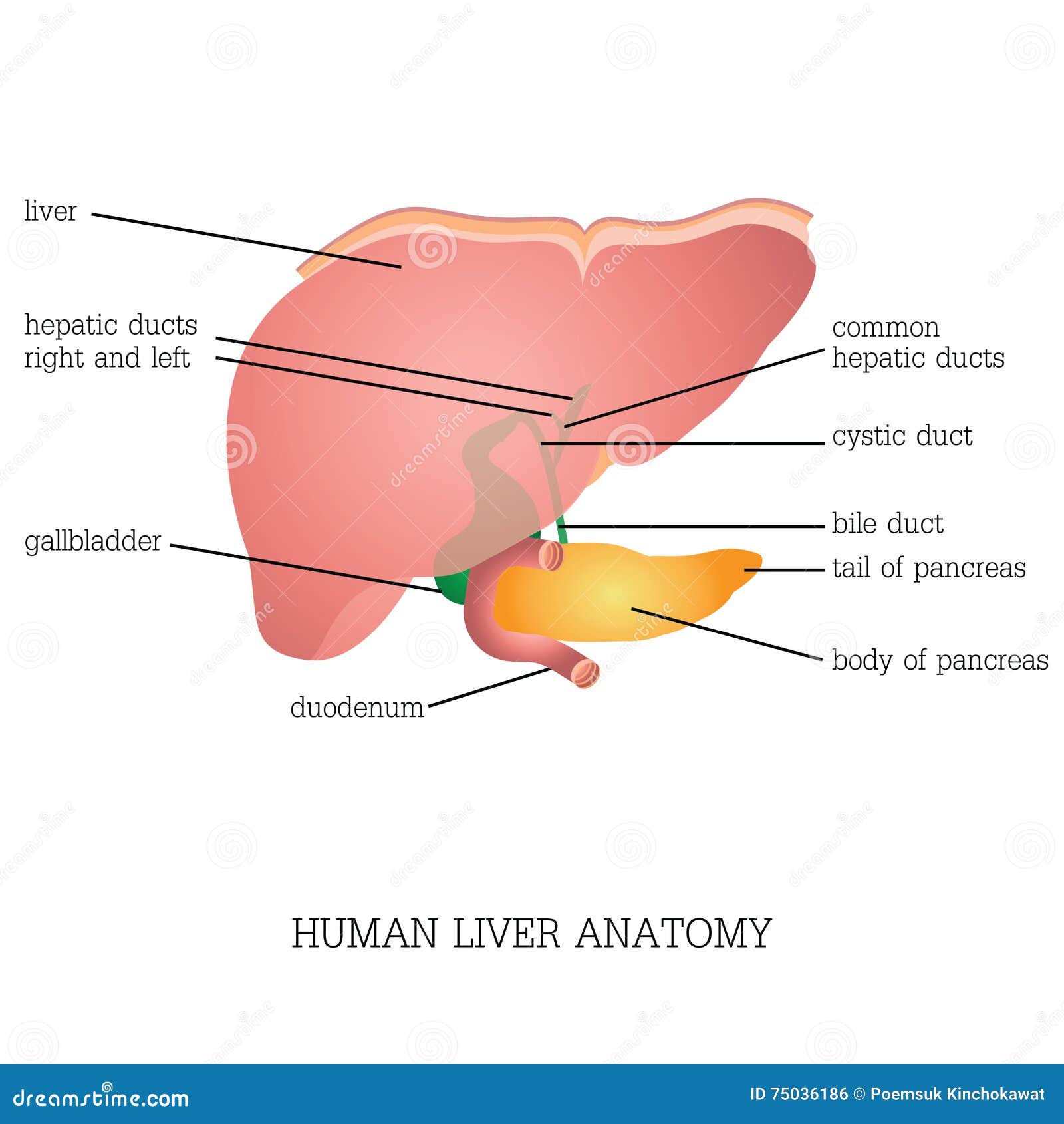 Structuur En Functie Van Menselijke Leveranatomie Vector Illustratie ...