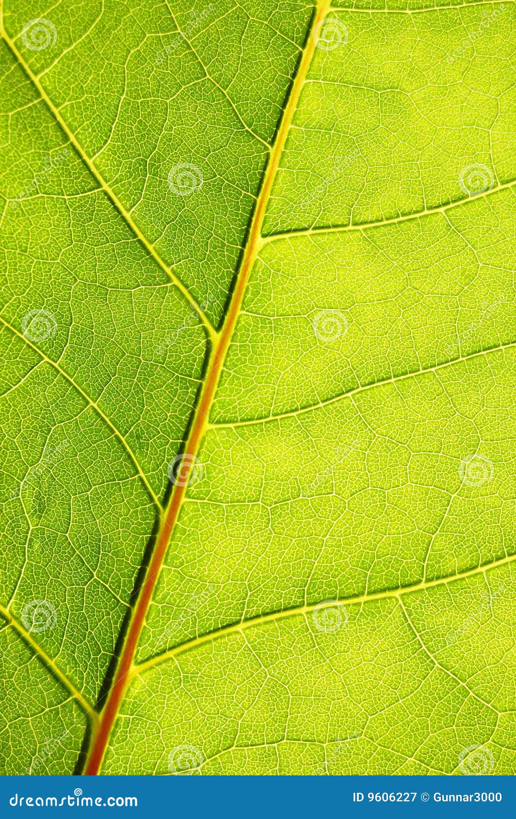 Structuur En Textuur Van Groen Blad Stock Afbeelding - Image of leven ...