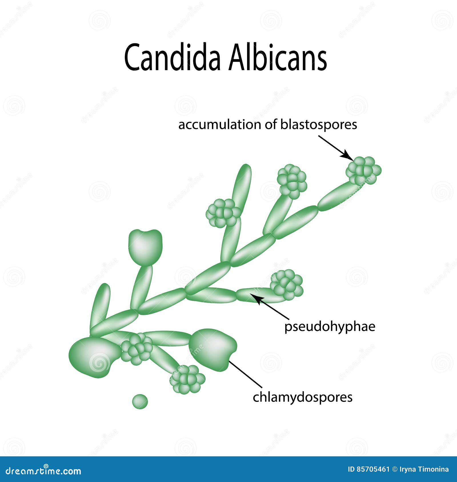 Structuur Van Candida Albicans Infographics Vectorillustratie Op ...