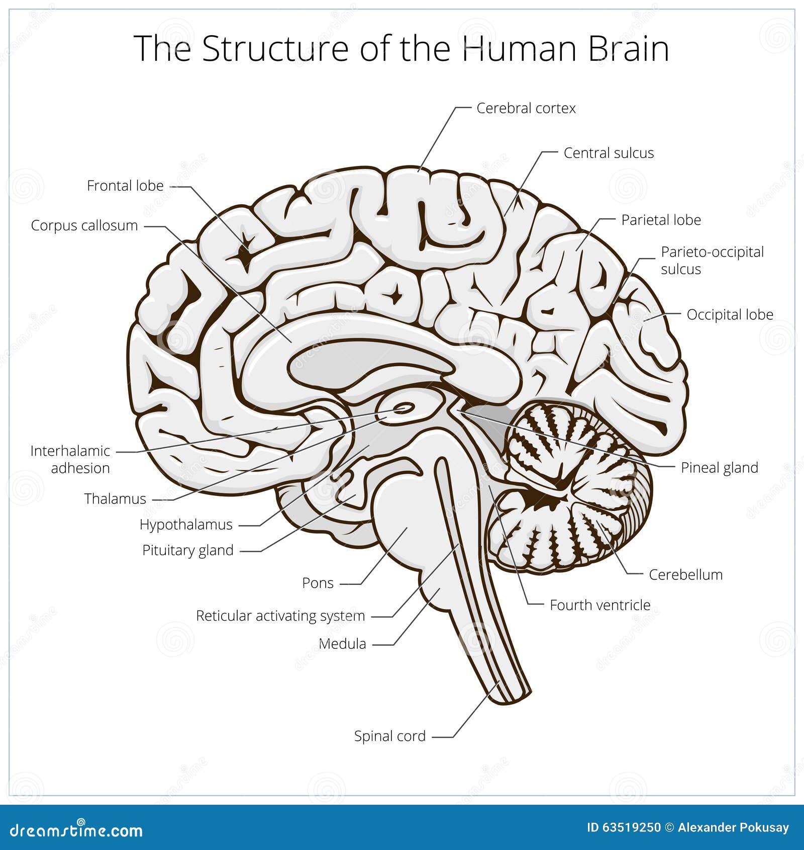 Structuur Van De Menselijke Schematische Vector Van De Hersenensectie ...