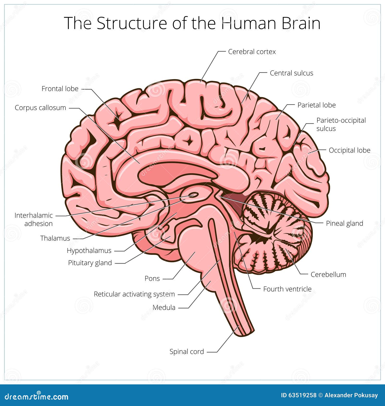 Structuur Van De Menselijke Schematische Vector Van De Hersenensectie ...