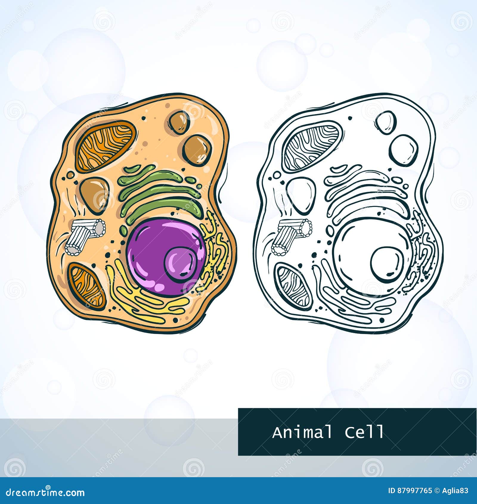 Structuur Van Dierlijke Cel Vector Illustratie - Illustration of leven ...