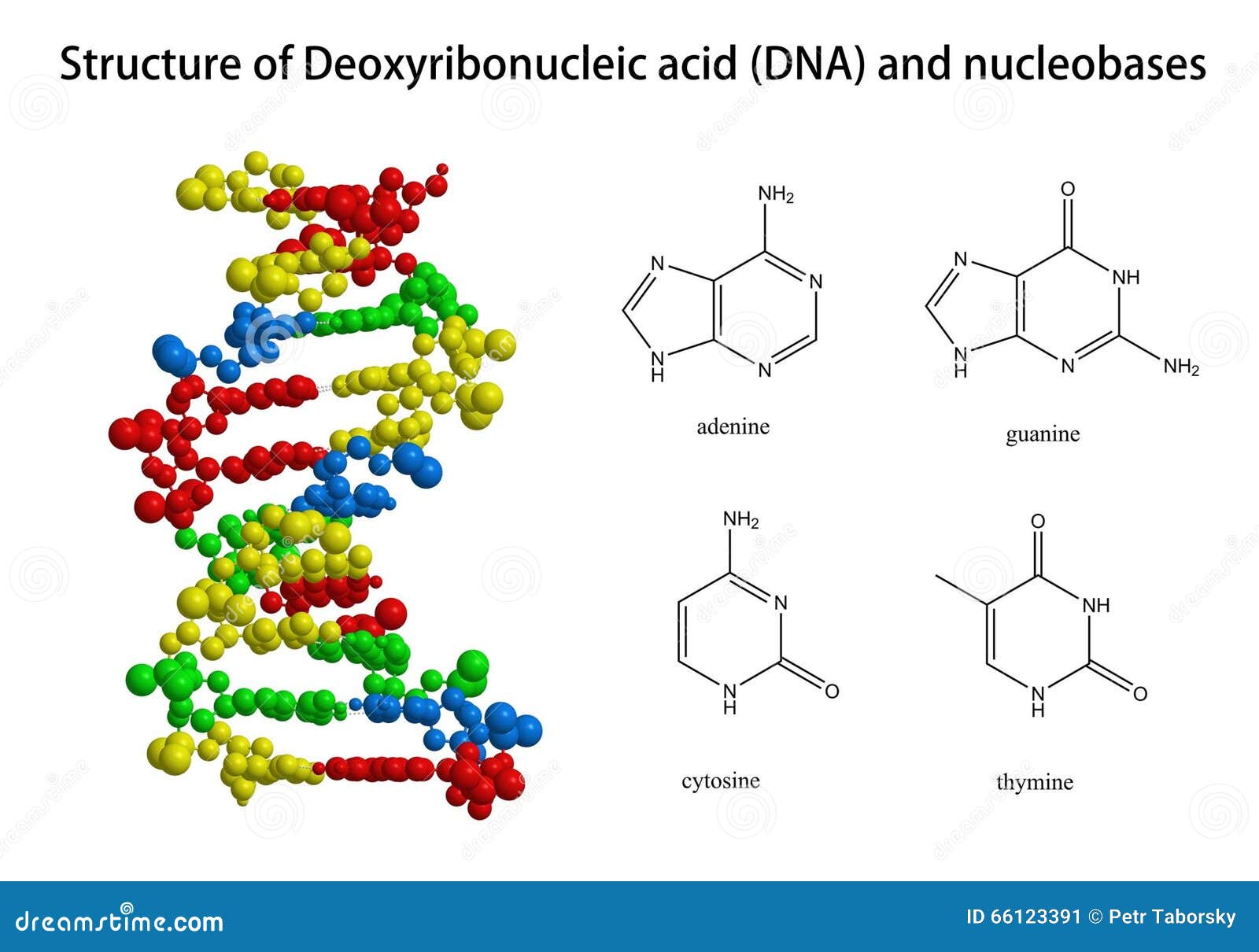 Structuur Van DNA En Verwante Nucleobases Stock Illustratie ...