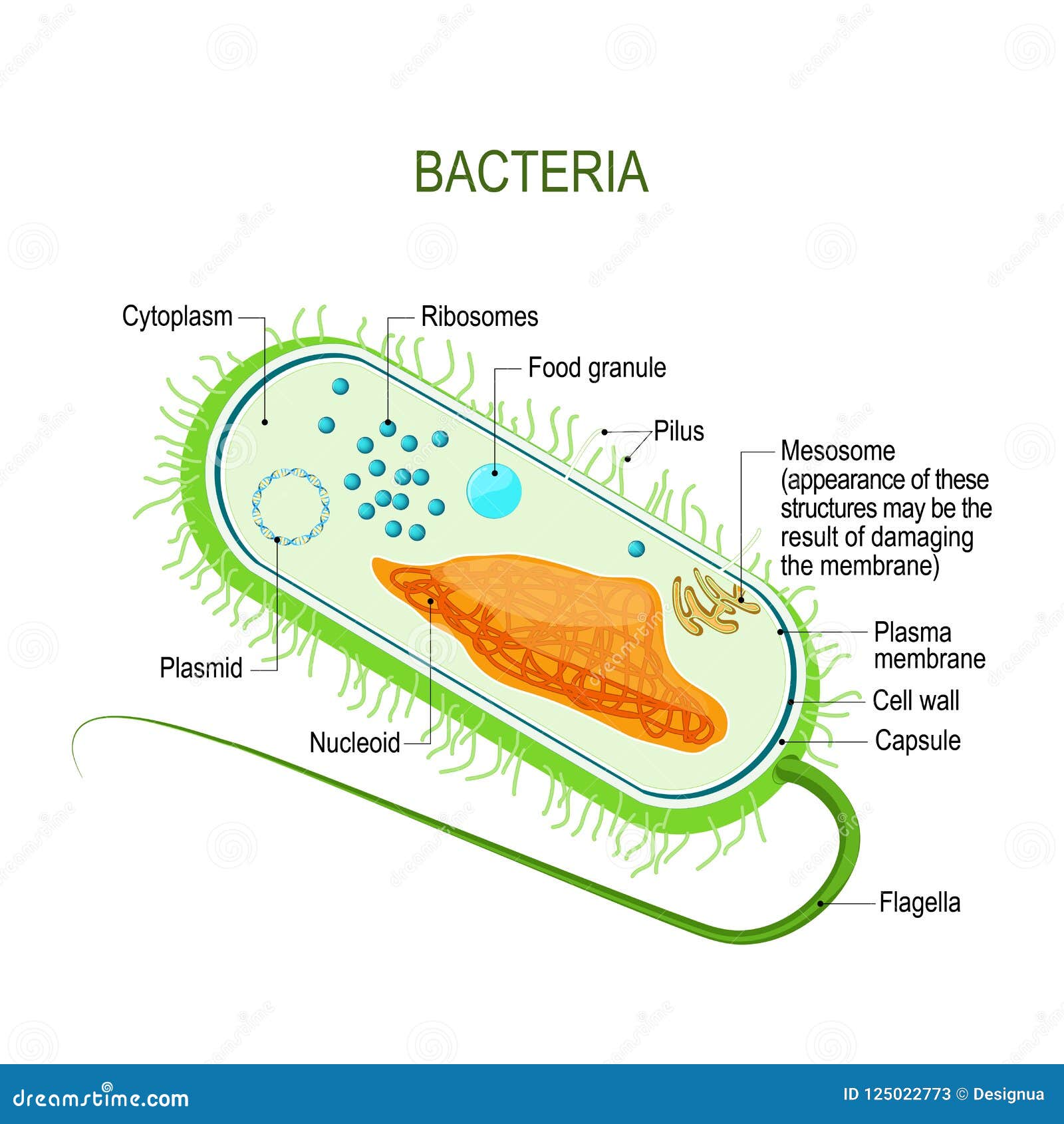 Structuur Van Een Bacteriële Cel Anatomie Van Prokaryote Unicel Vector ...