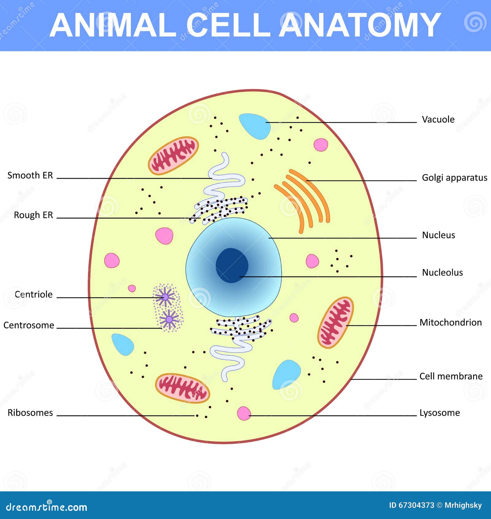 Structuur Van Een Dierlijke Cel Vector Illustratie - Illustration of biologie, eukaryoten: 67304373