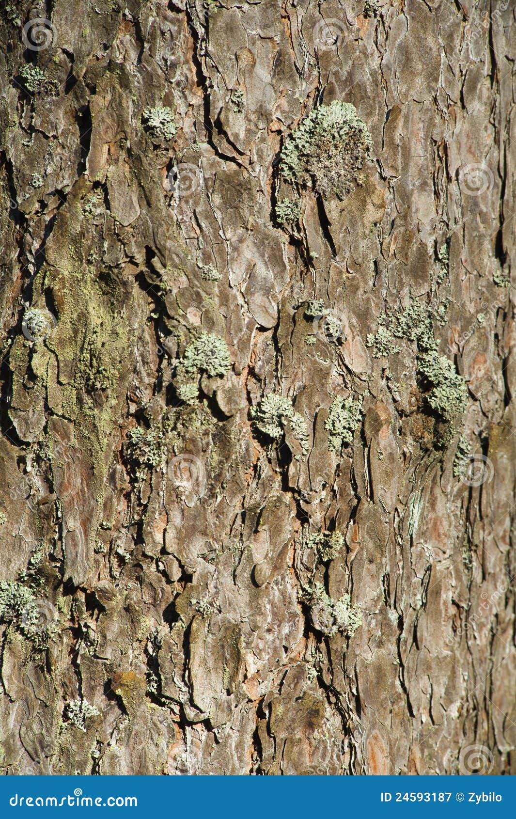 Structuur Van Een Schors Van Een Boom Stock Afbeelding - Image of macro ...