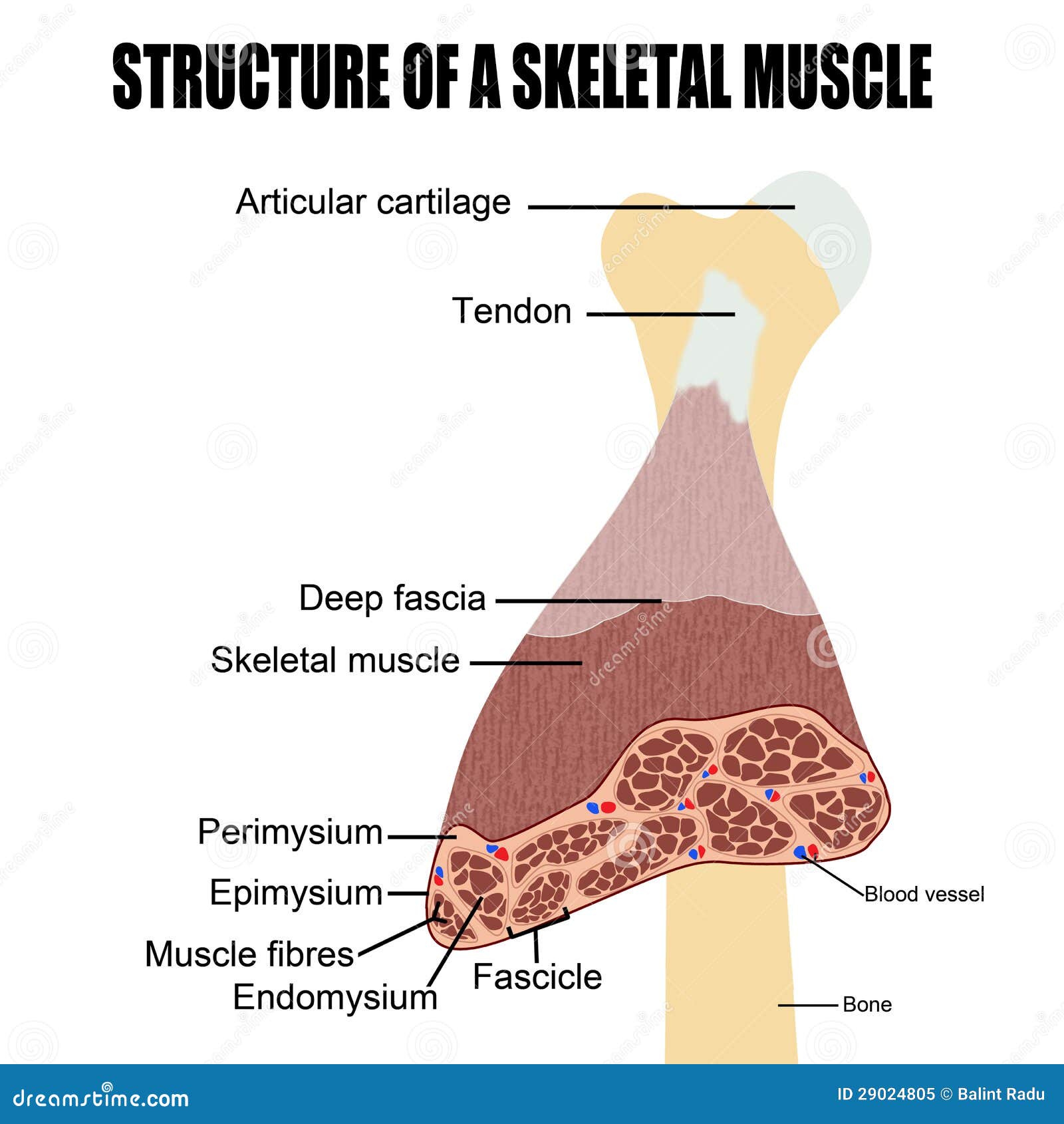 Structuur Van Een Skeletachtige Spier Vector Illustratie - Illustration ...
