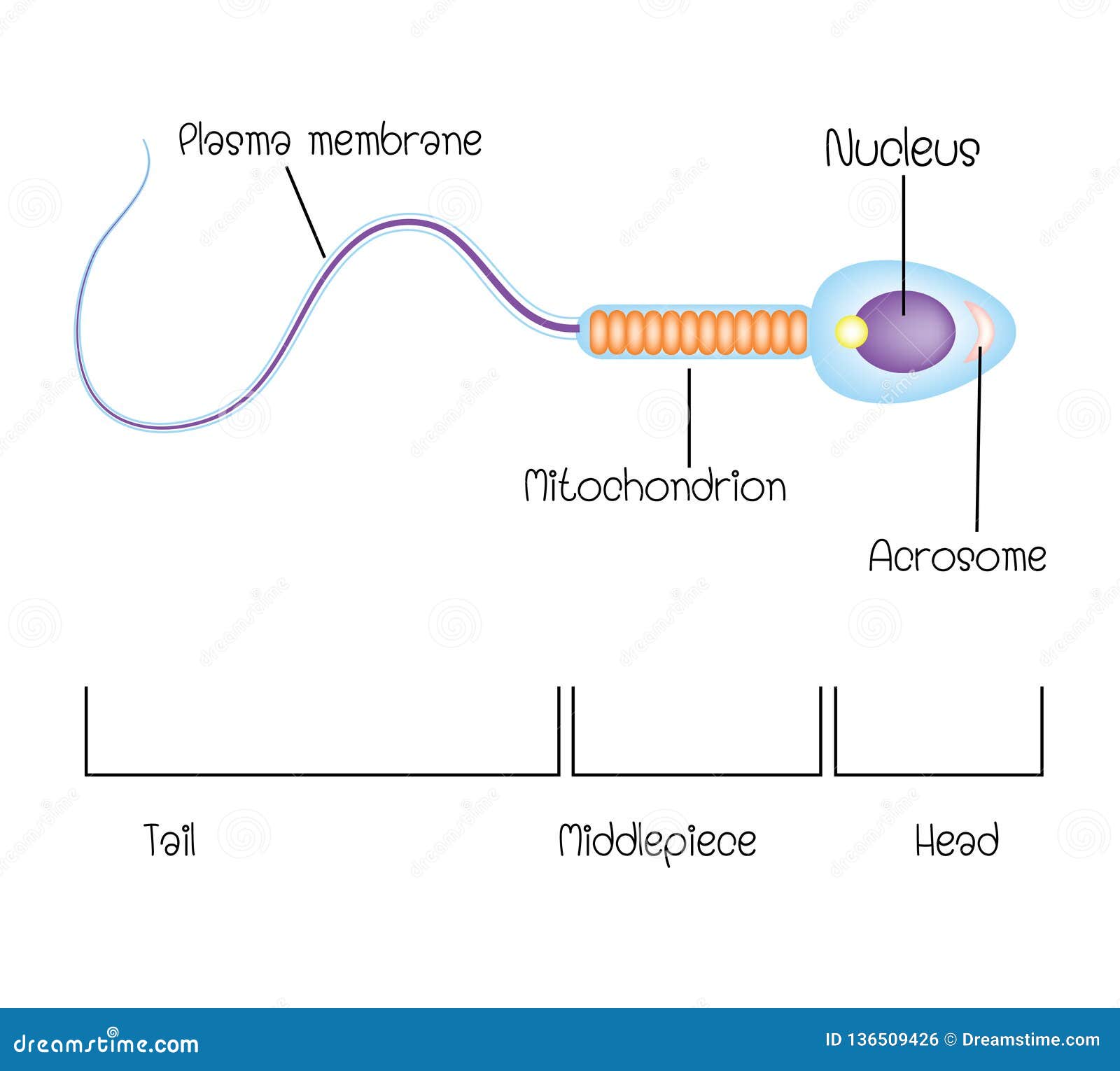 Structuur van een zaadcel vector illustratie. Illustration of ...
