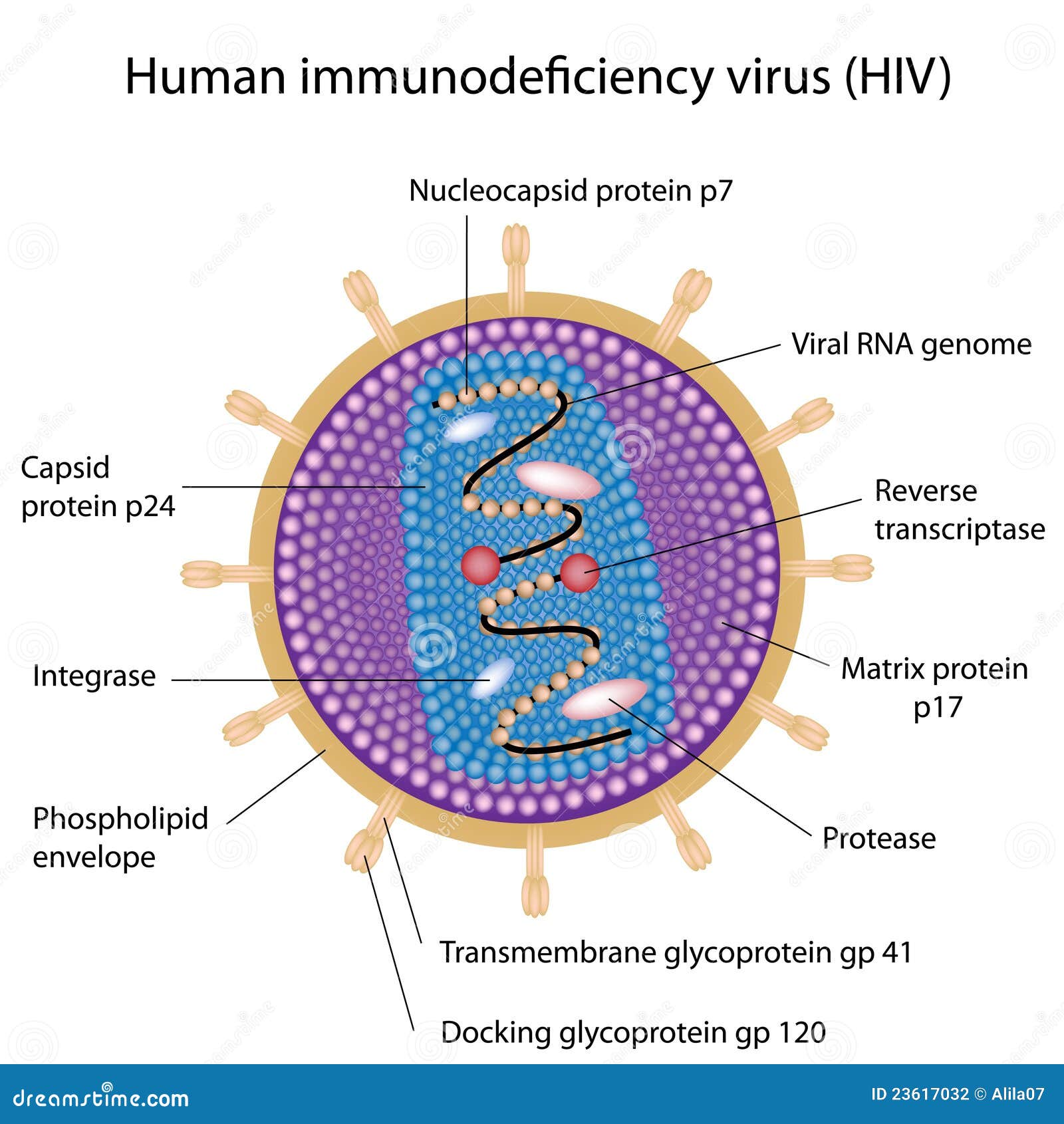 Structuur van HIV vector illustratie. Illustration of illustratie ...