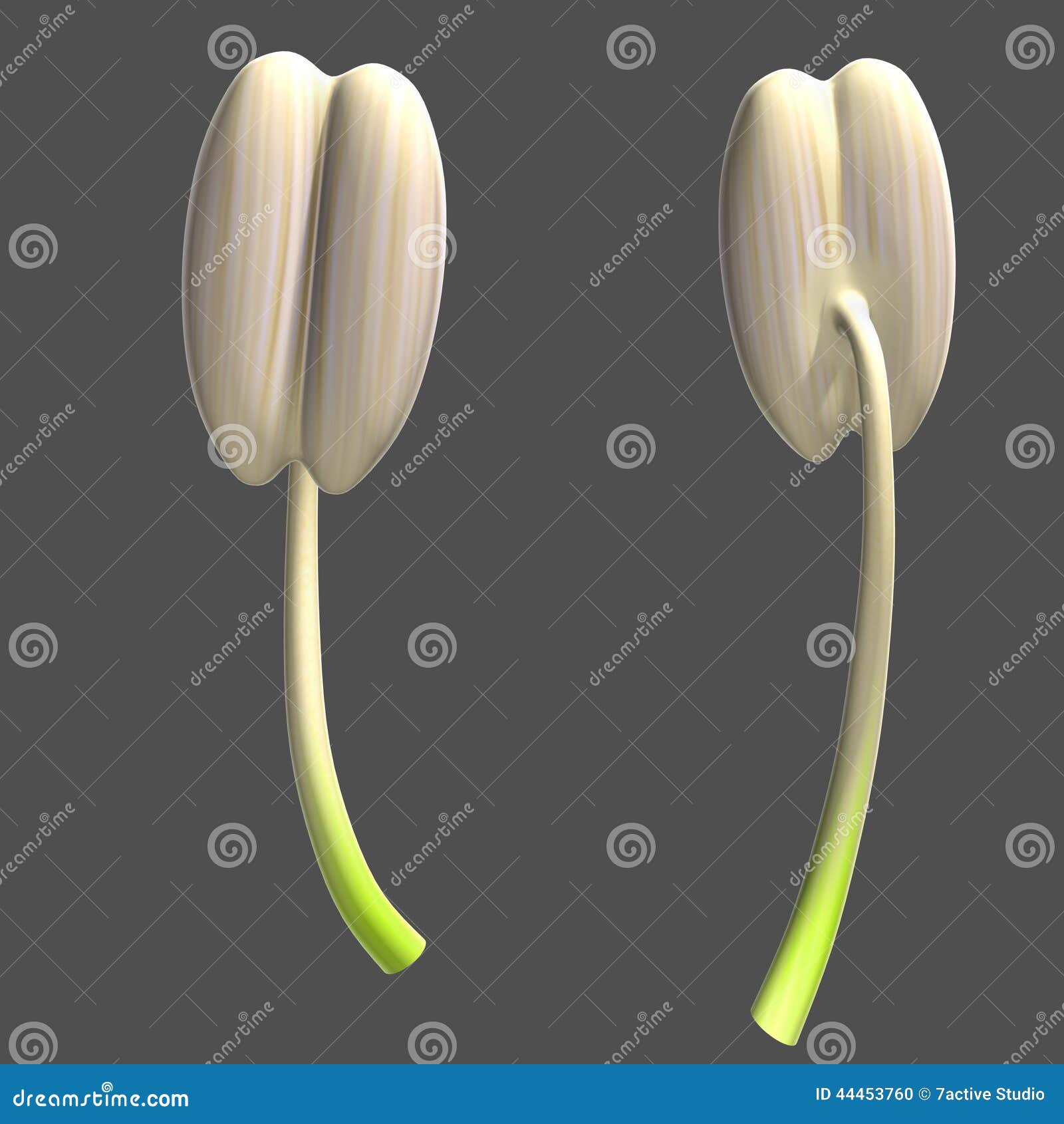 Structuur van meeldraad stock illustratie. Illustration of carpel ...
