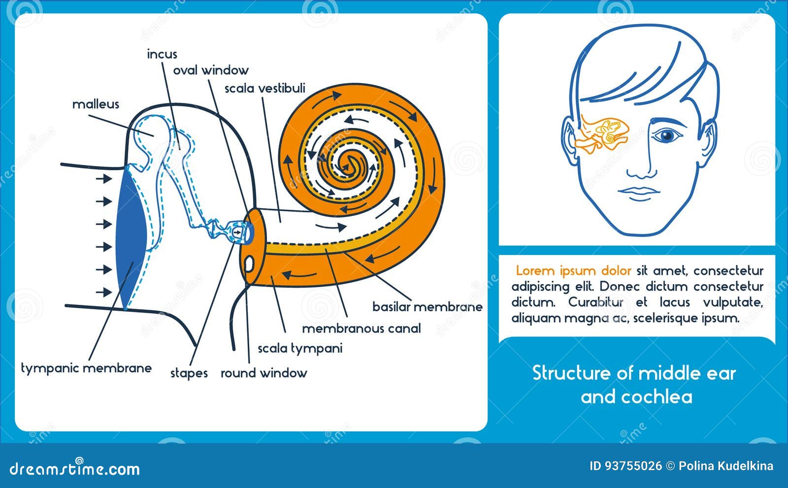 Structuur Van Middenoor En Slakkehuis Vector Illustratie - Illustratie ...