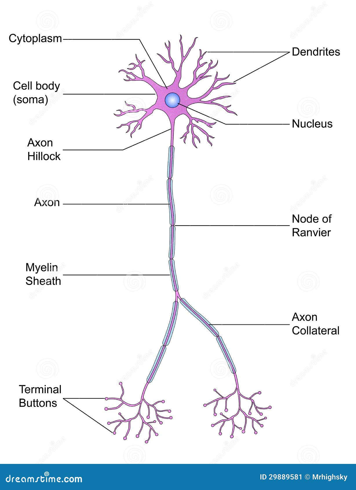 Structuur van Neuron stock illustratie. Illustration of axon - 29889581
