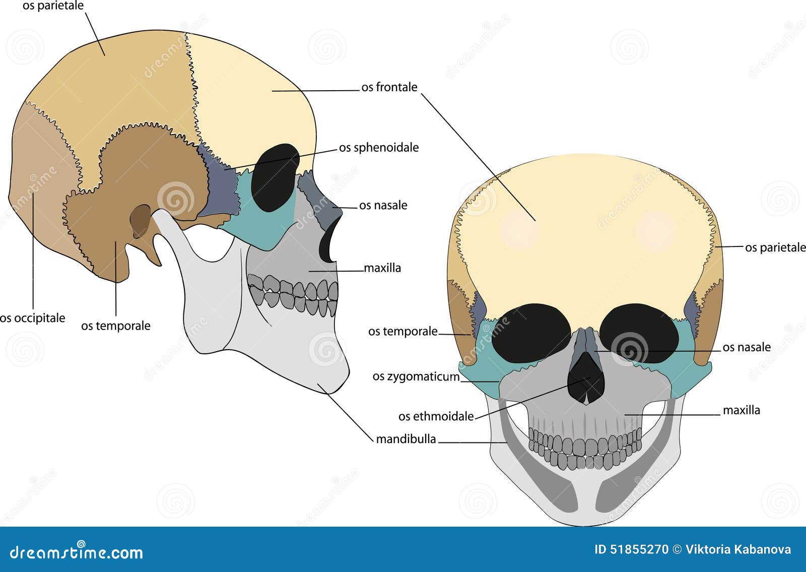 Structuur van scull vector illustratie. Illustration of vector - 51855270