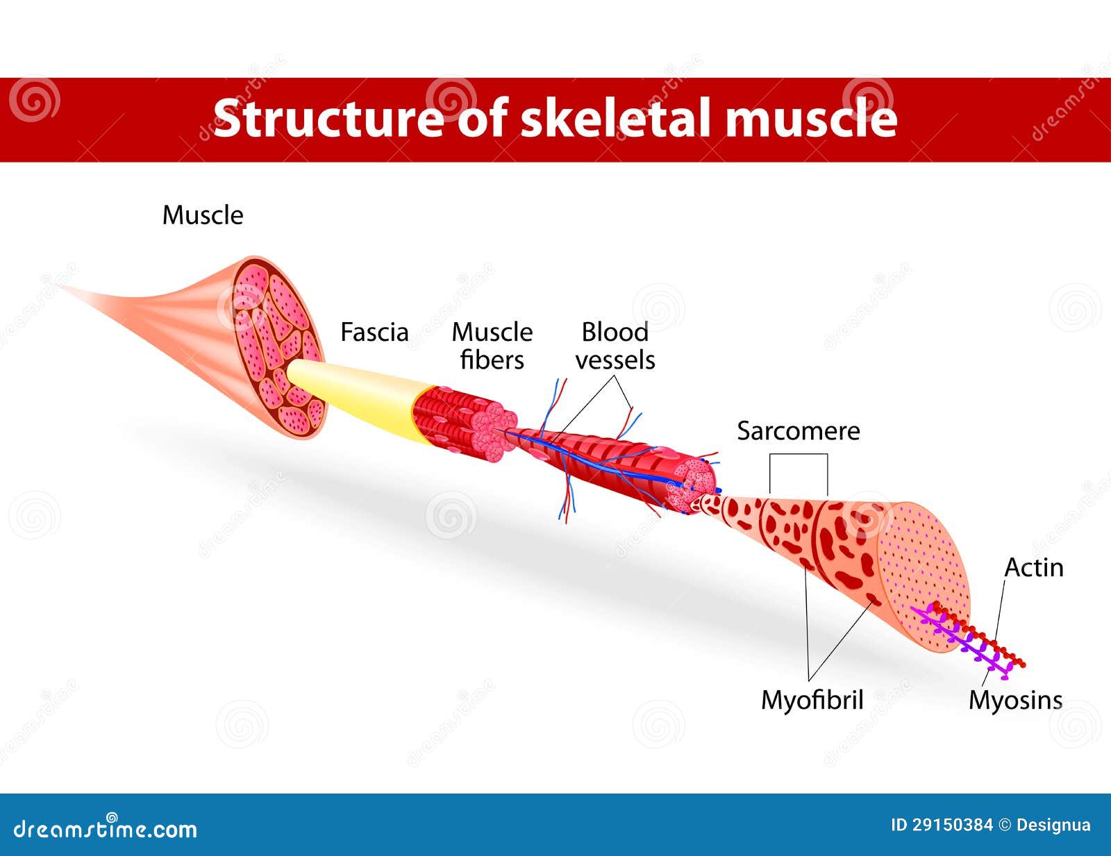 Structuur Van Skeletachtige Spier Vector Illustratie - Illustration of ...