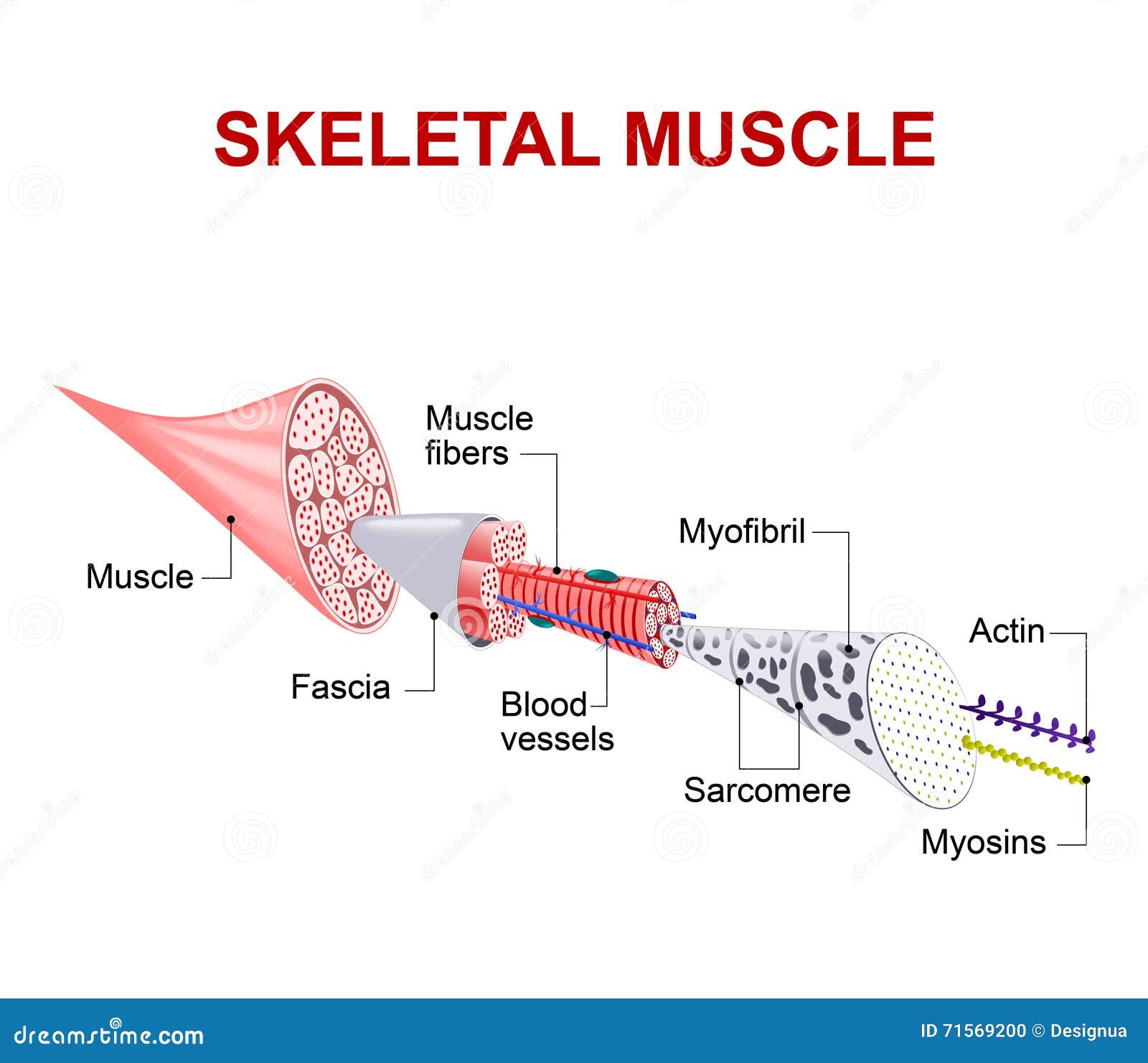 Structuur Van Skeletachtige Spier Vector Illustratie - Illustration of ...