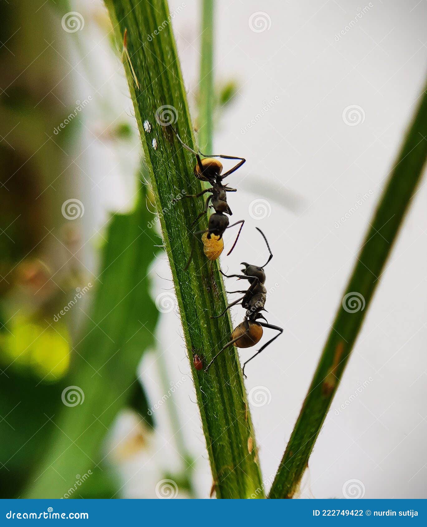 The Struggle of Ants Helping Each Other on the Tree Trunk Stock Photo ...