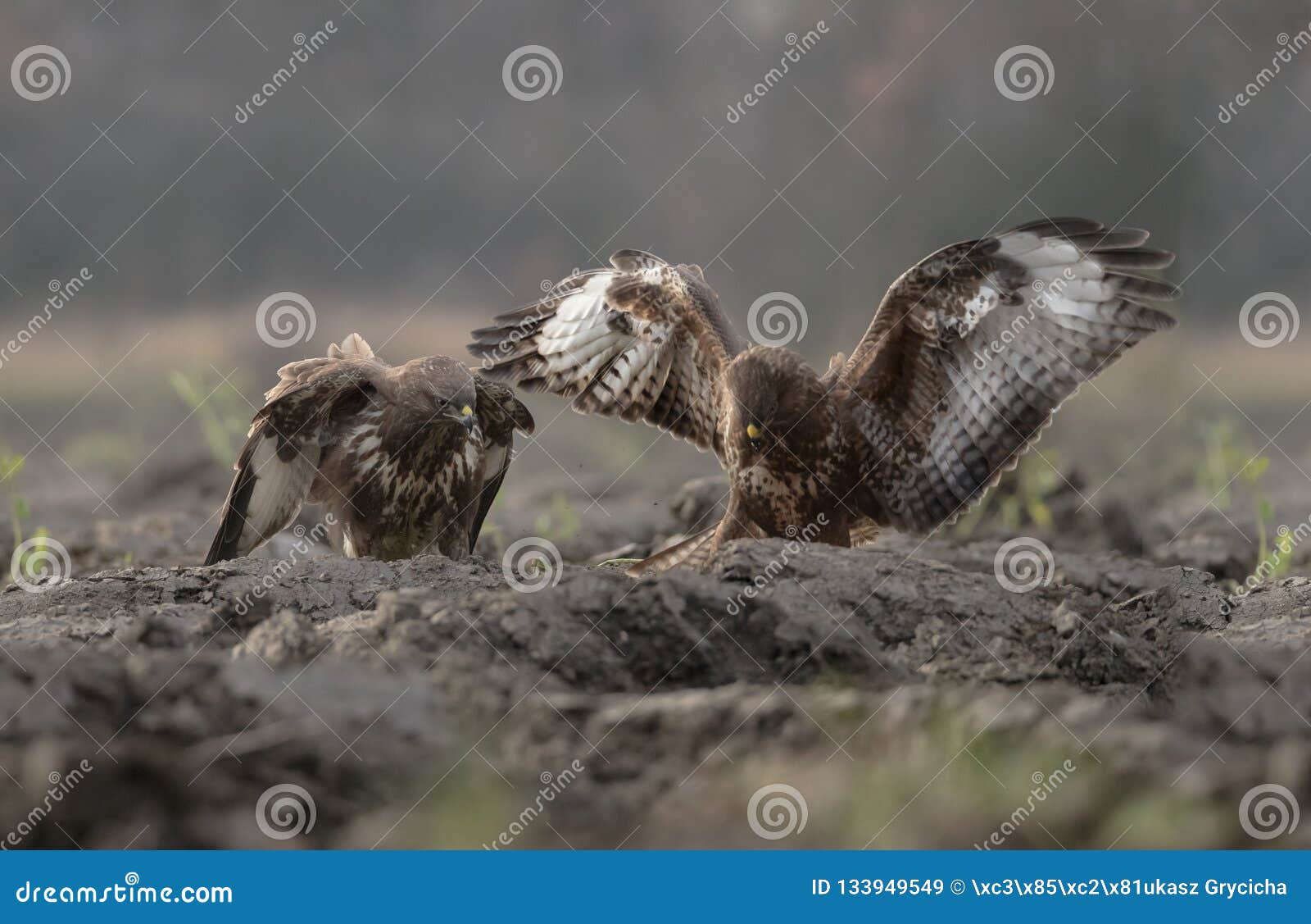 Struggle of buzzards stock image. Image of flight, buzzards - 133949549