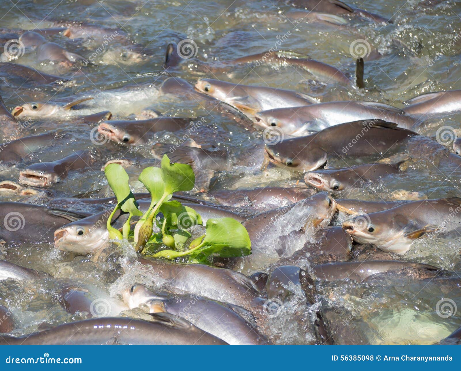 Struggle Catfishes stock photo. Image of nature, fishing - 56385098