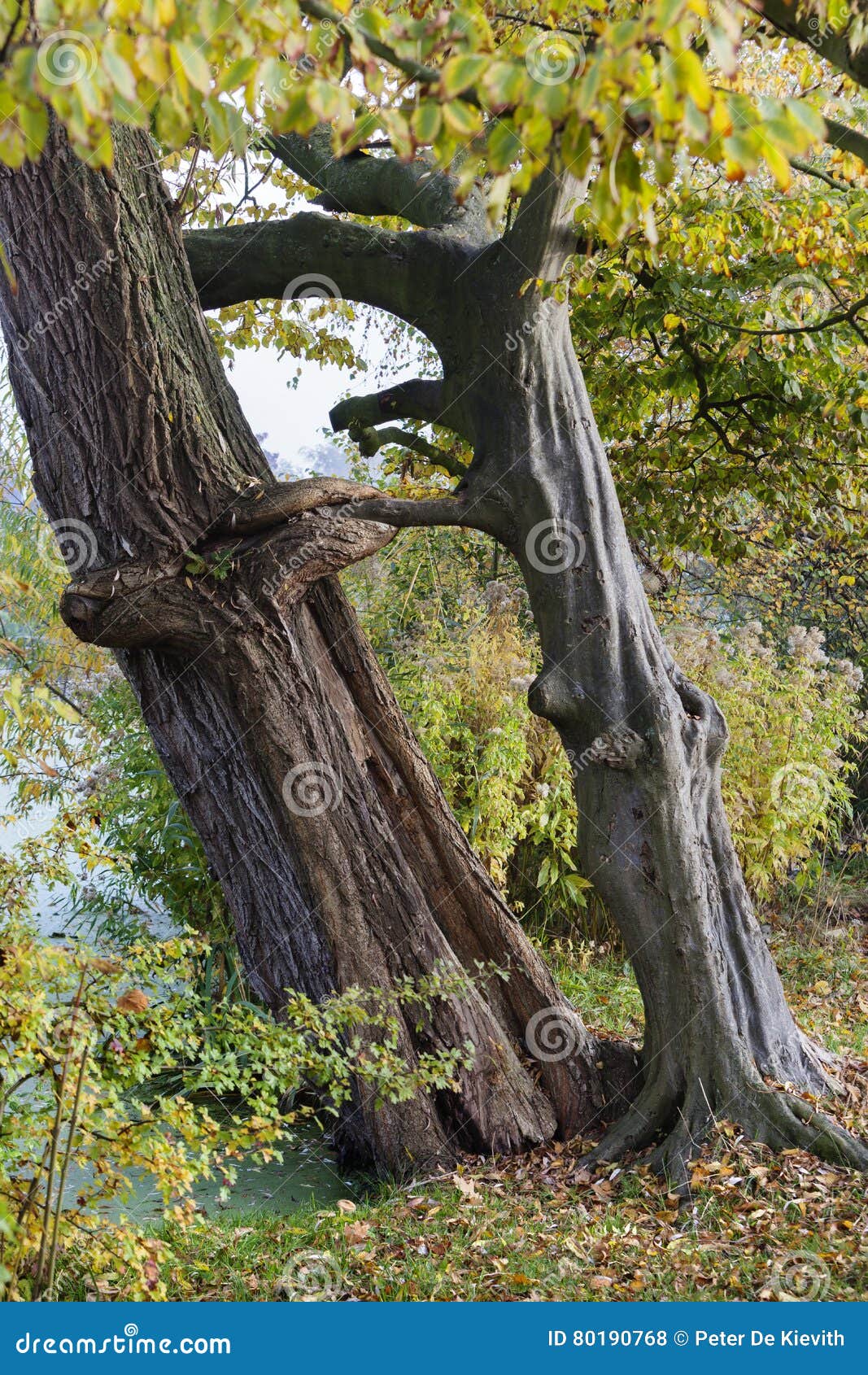 Struggle for life stock photo. Image of attached, reach - 80190768