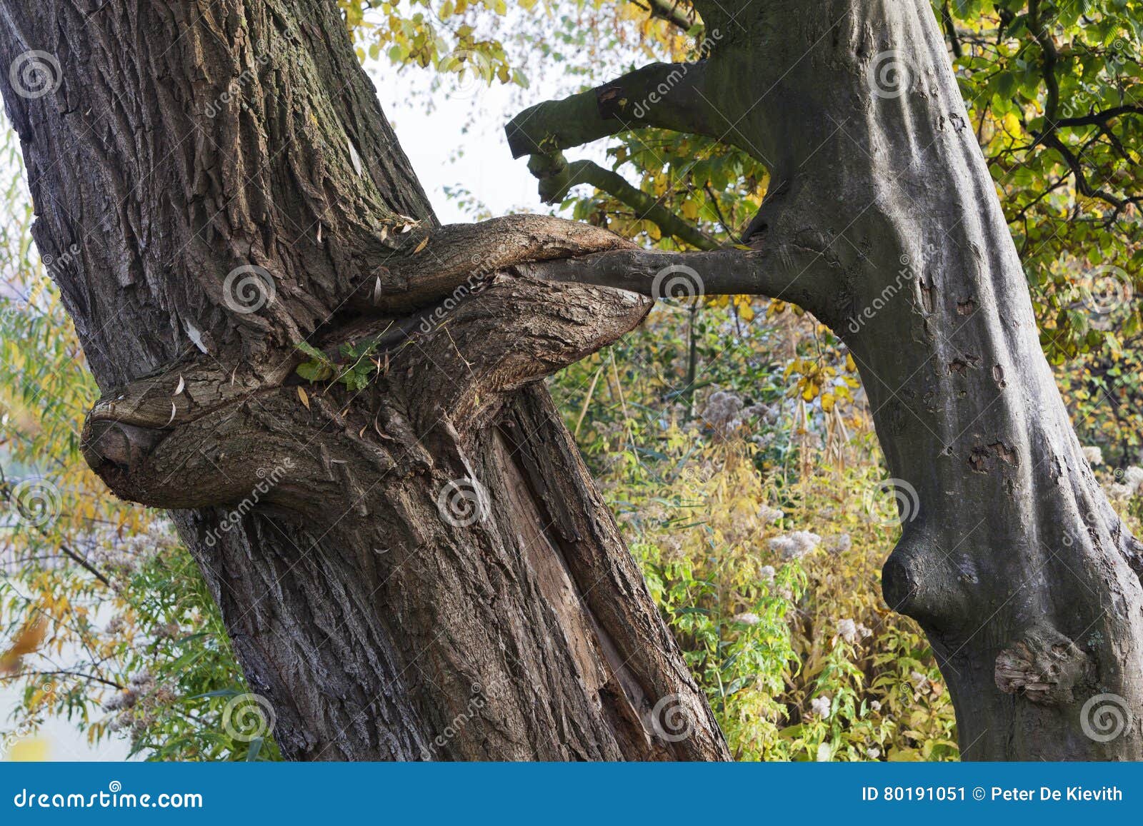 Struggle for life stock image. Image of life, grass, concept - 80191051