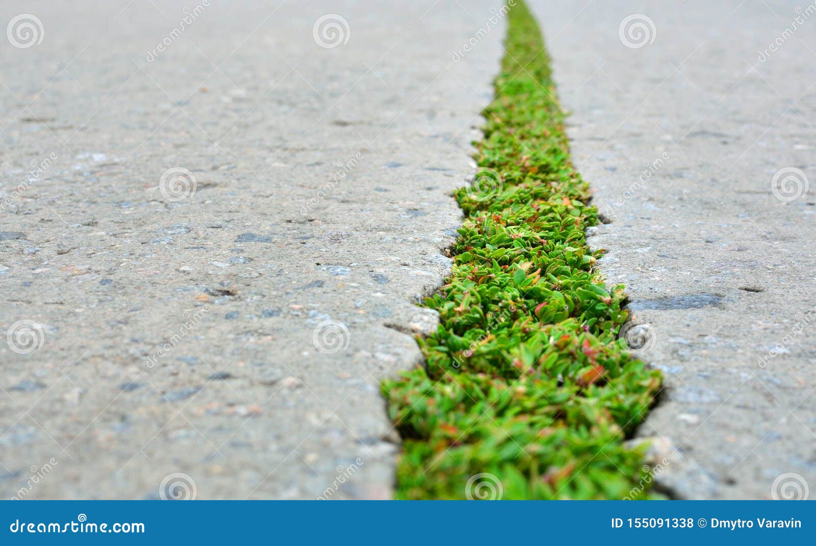 The Struggle of Nature and Civilization. Stock Photo - Image of seed ...