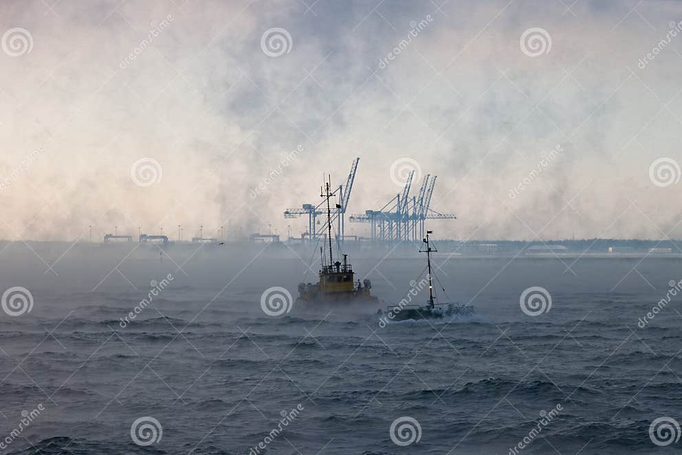 Struggle for Survival in Harsh Winter Conditions Stock Photo - Image of ...
