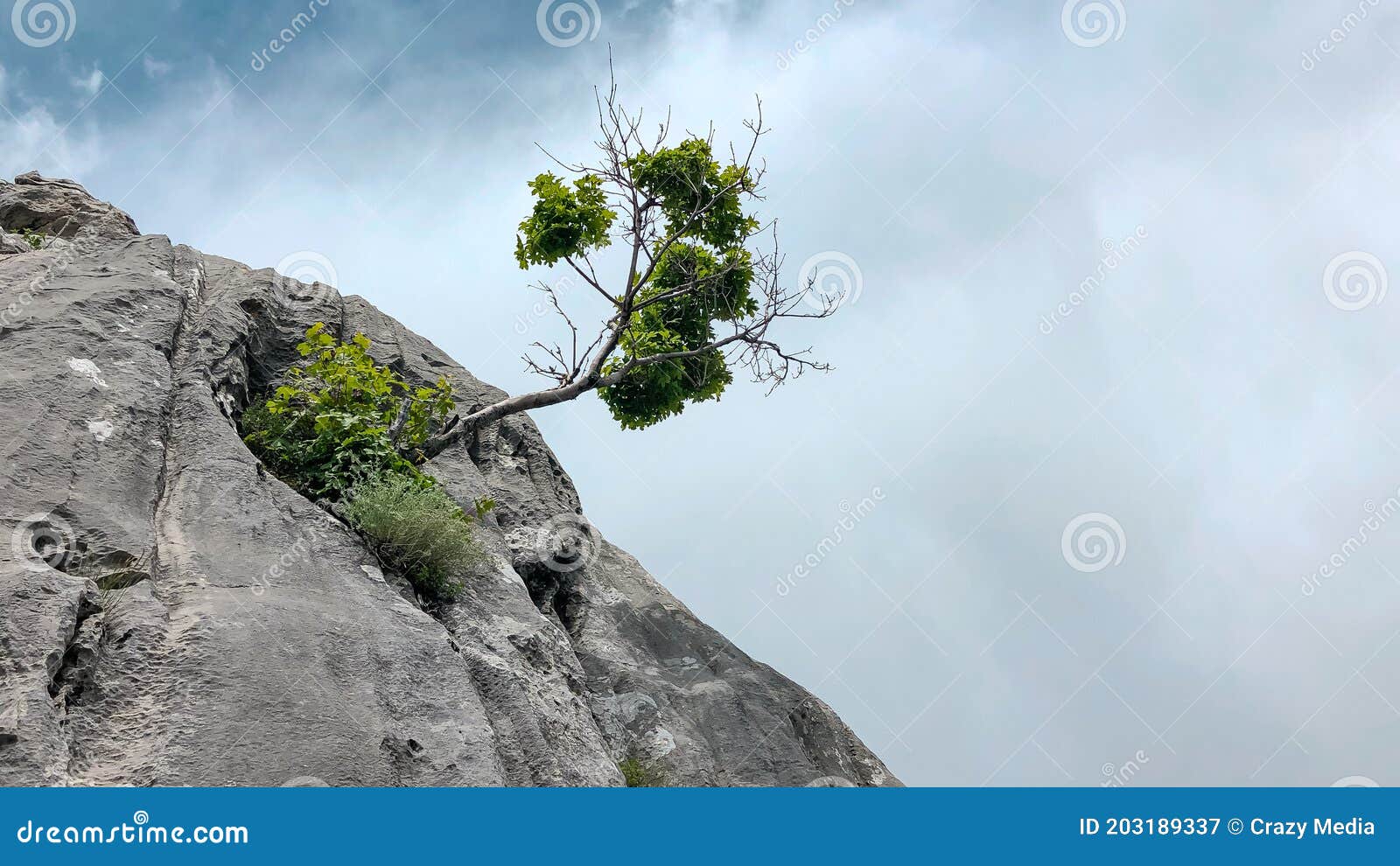 The Struggle of the Tree To Survive and Its Exemplary Position Stock ...