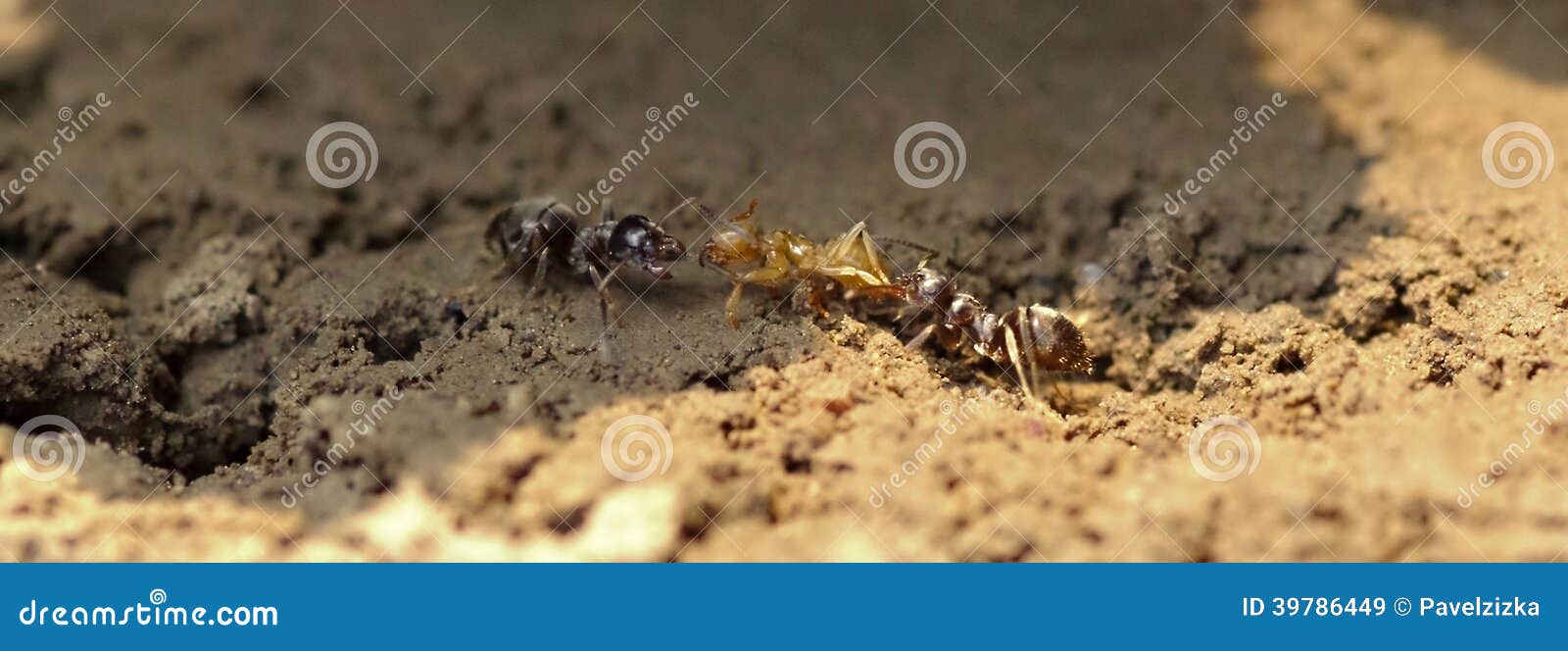 Struggle for trophy stock image. Image of black, struggle - 39786449