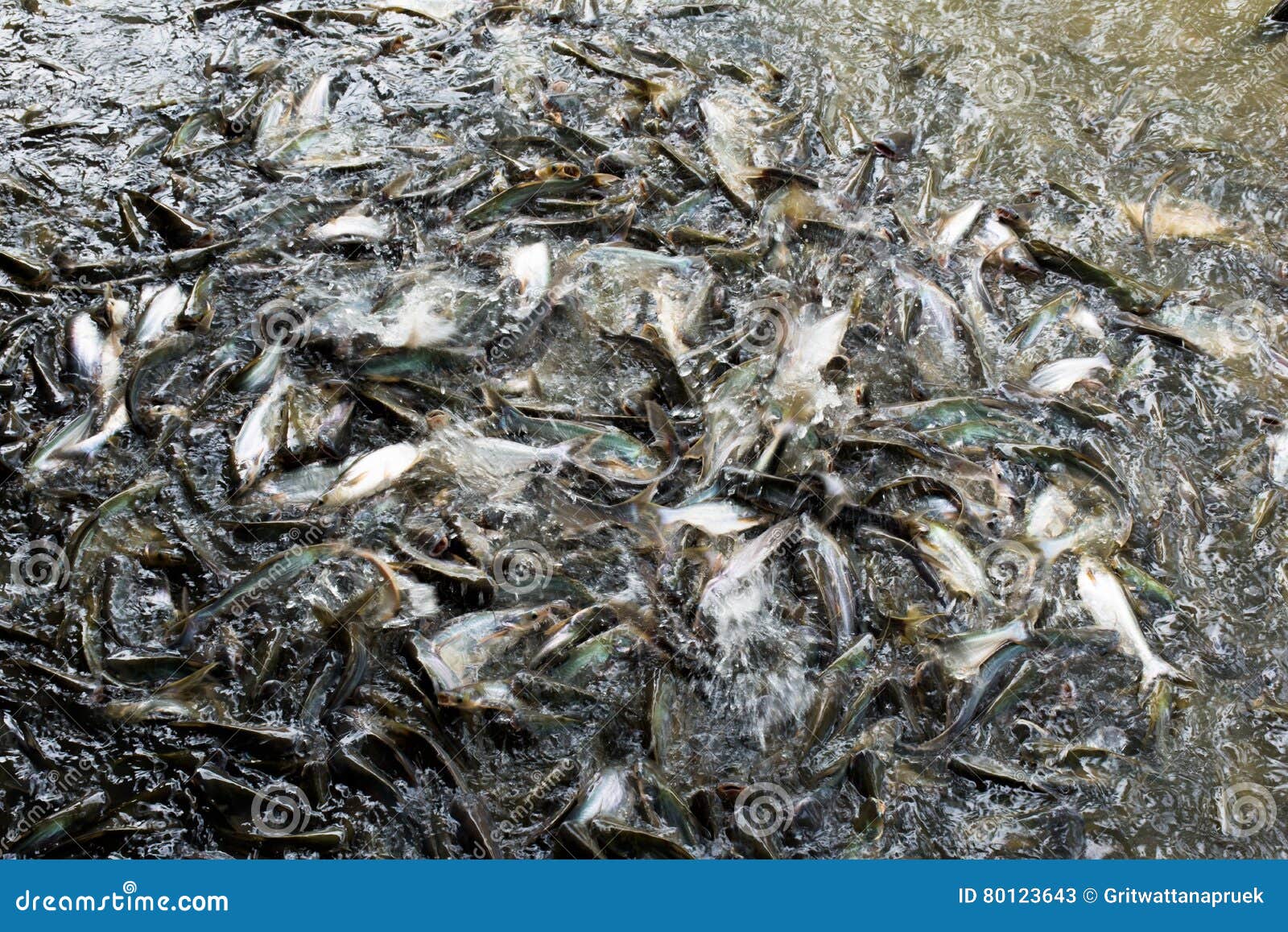 Struggling fish stock image. Image of fishpond, pond - 80123643