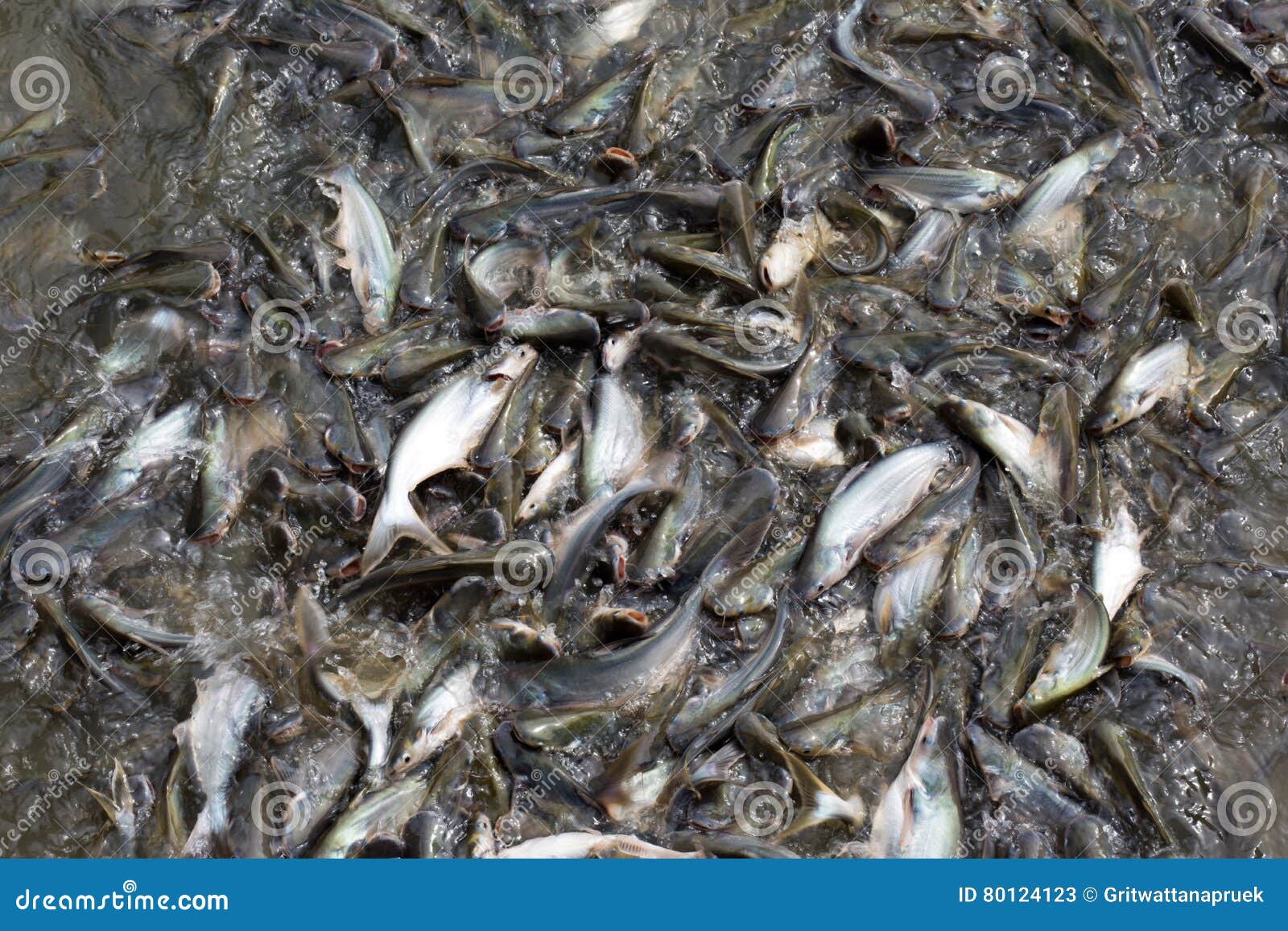Struggling fish stock image. Image of common, fish, malaysia - 80124123