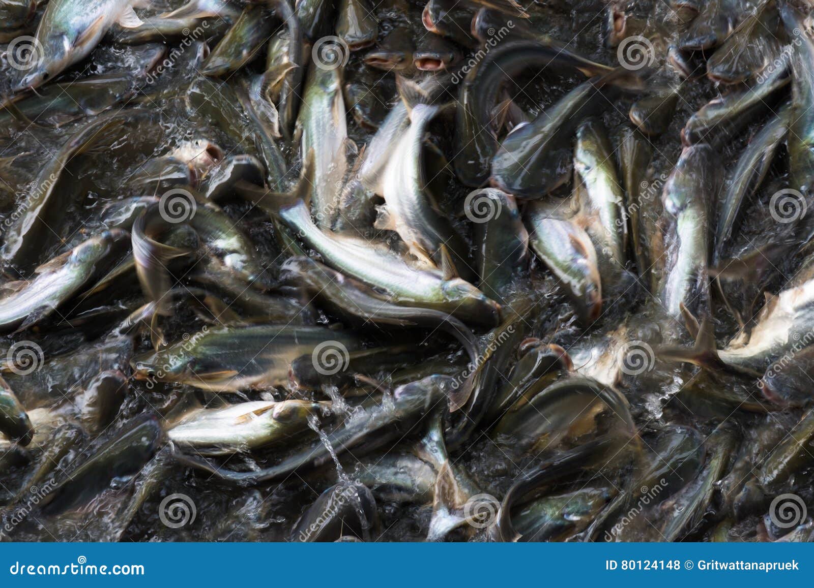 Struggling fish stock photo. Image of fish, malaysia - 80124148
