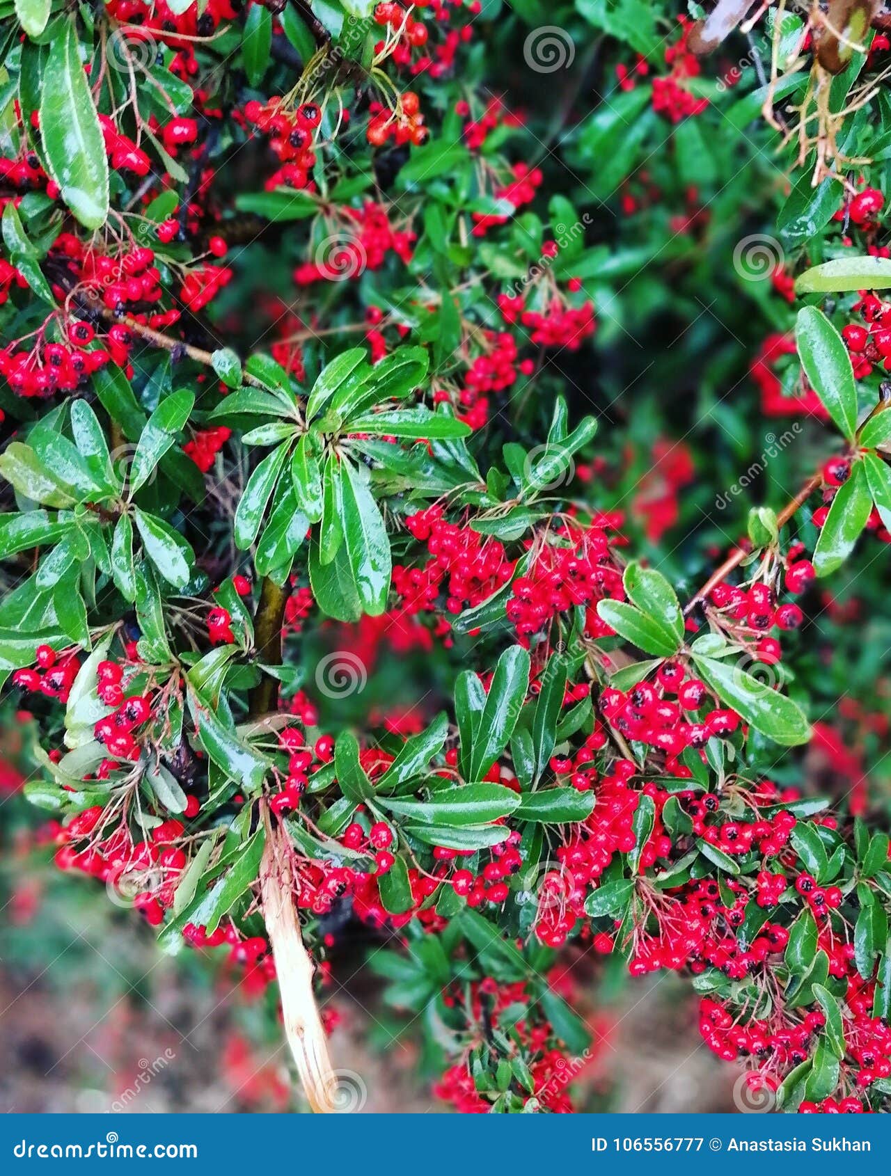 Struik stock afbeelding. Image of bessen, struik, nave - 106556777