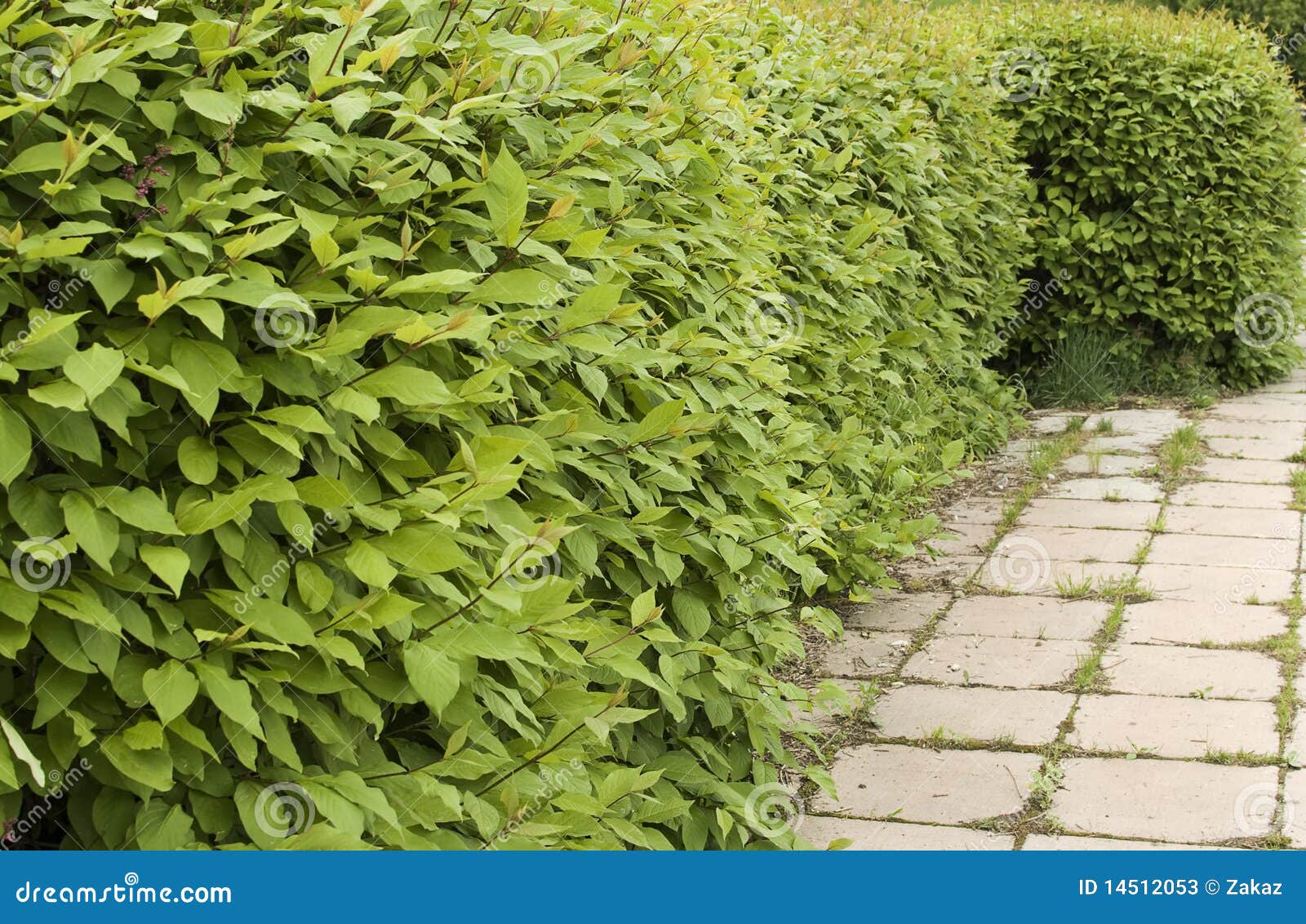 Struik stock afbeelding. Image of groen, besnoeiing, omheining - 14512053