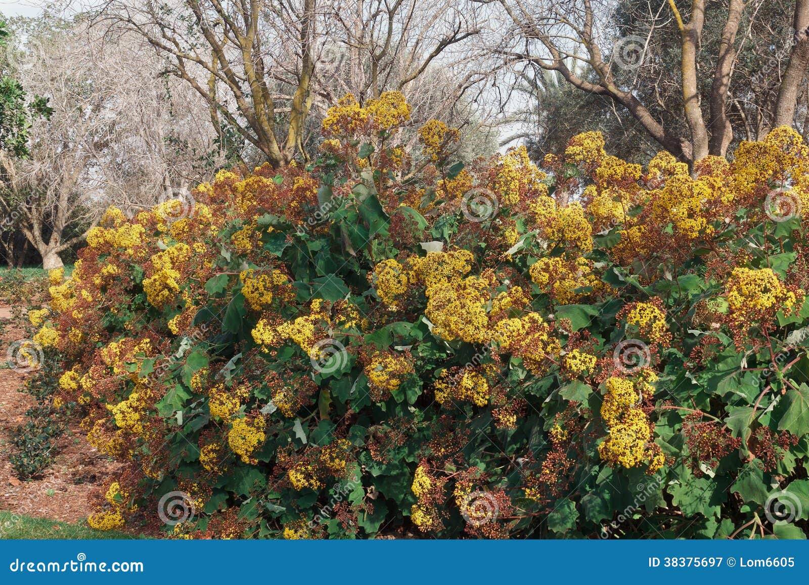 Struik met gele bloemen stock afbeelding. Image of zomer - 38375697