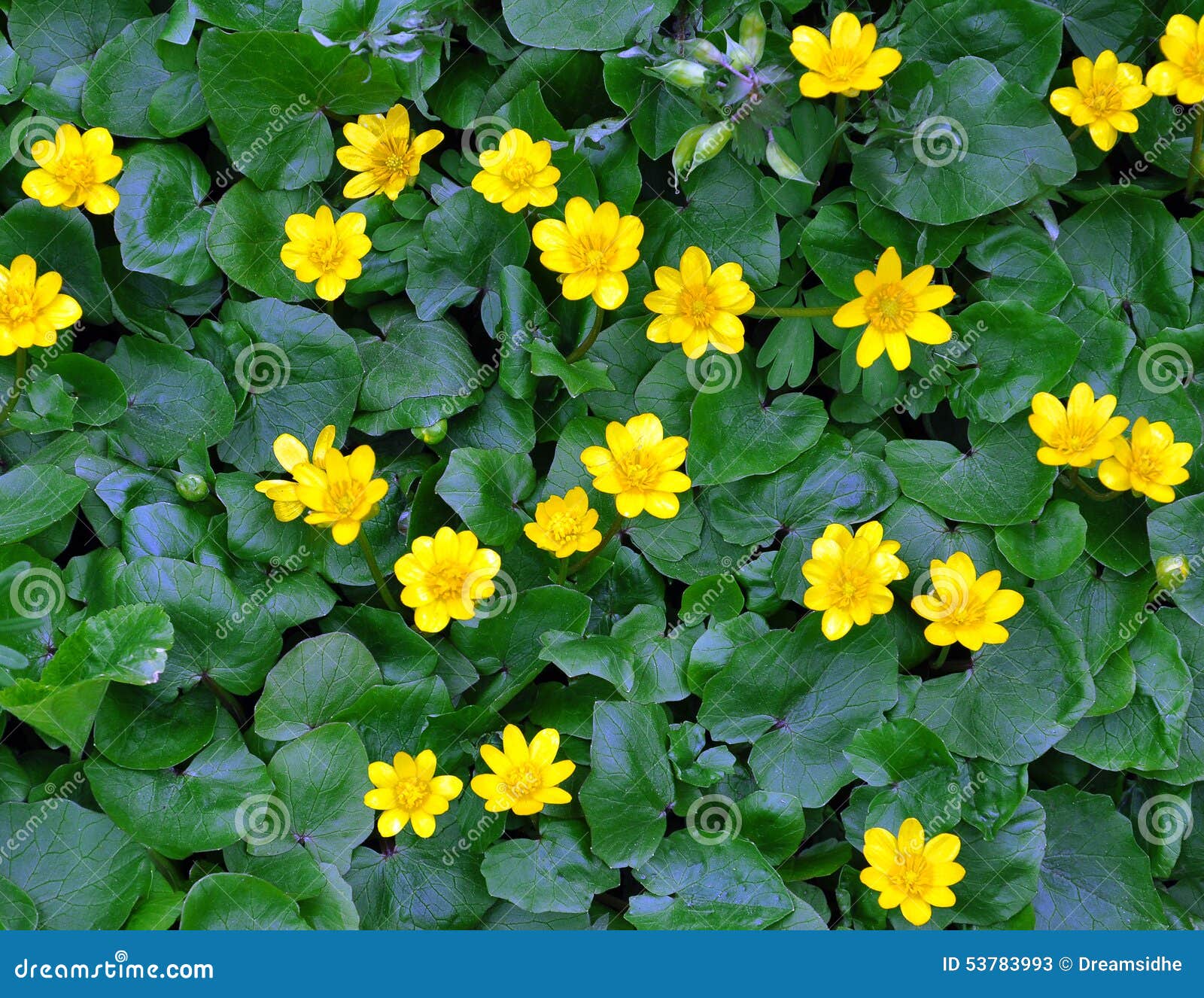 Struik met gele bloemen stock afbeelding. Image of plantkunde - 53783993 Struik met gele bloemen stock afbeelding. Image of plantkunde - 53783993