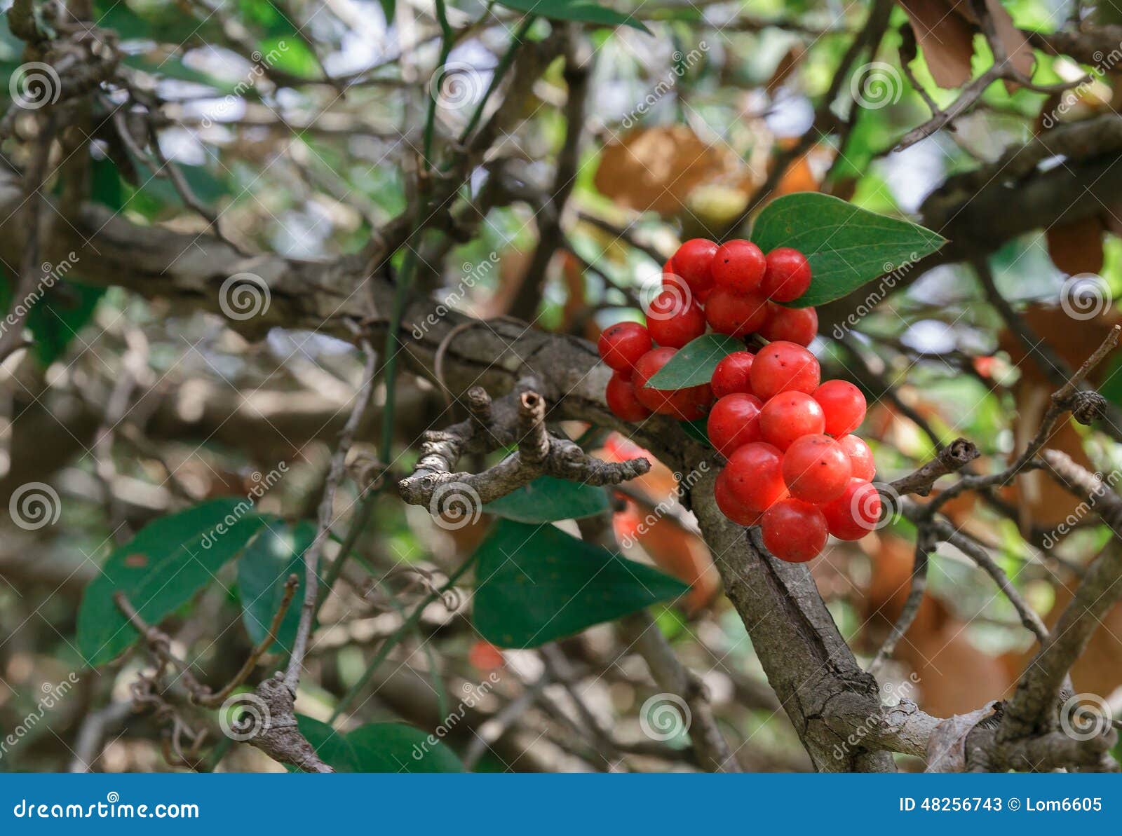 Struik met rode bessen stock afbeelding. Image of nave - 48256743