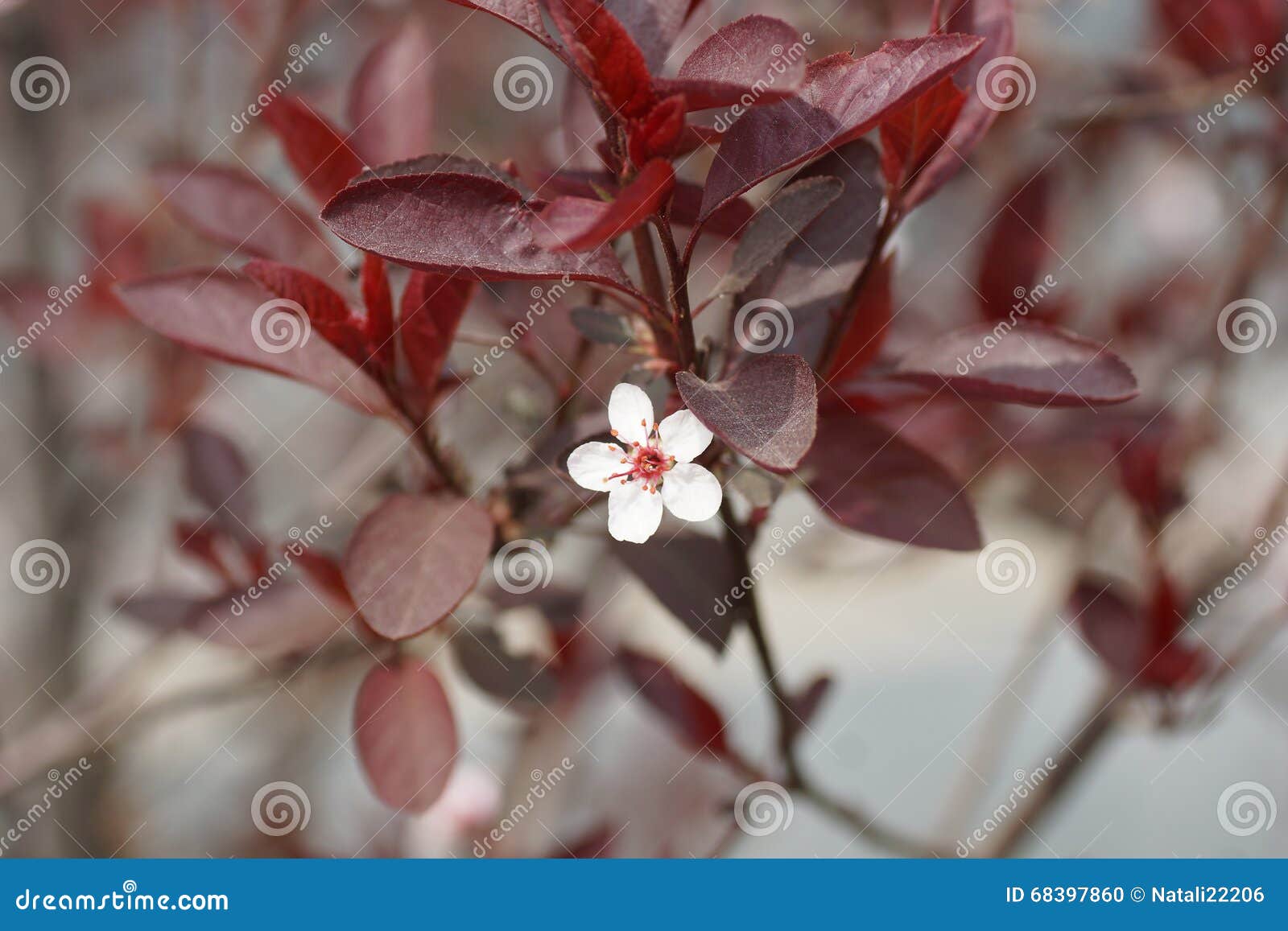 Struik met rode bladeren stock foto. Image of kers, tuin - 68397860
