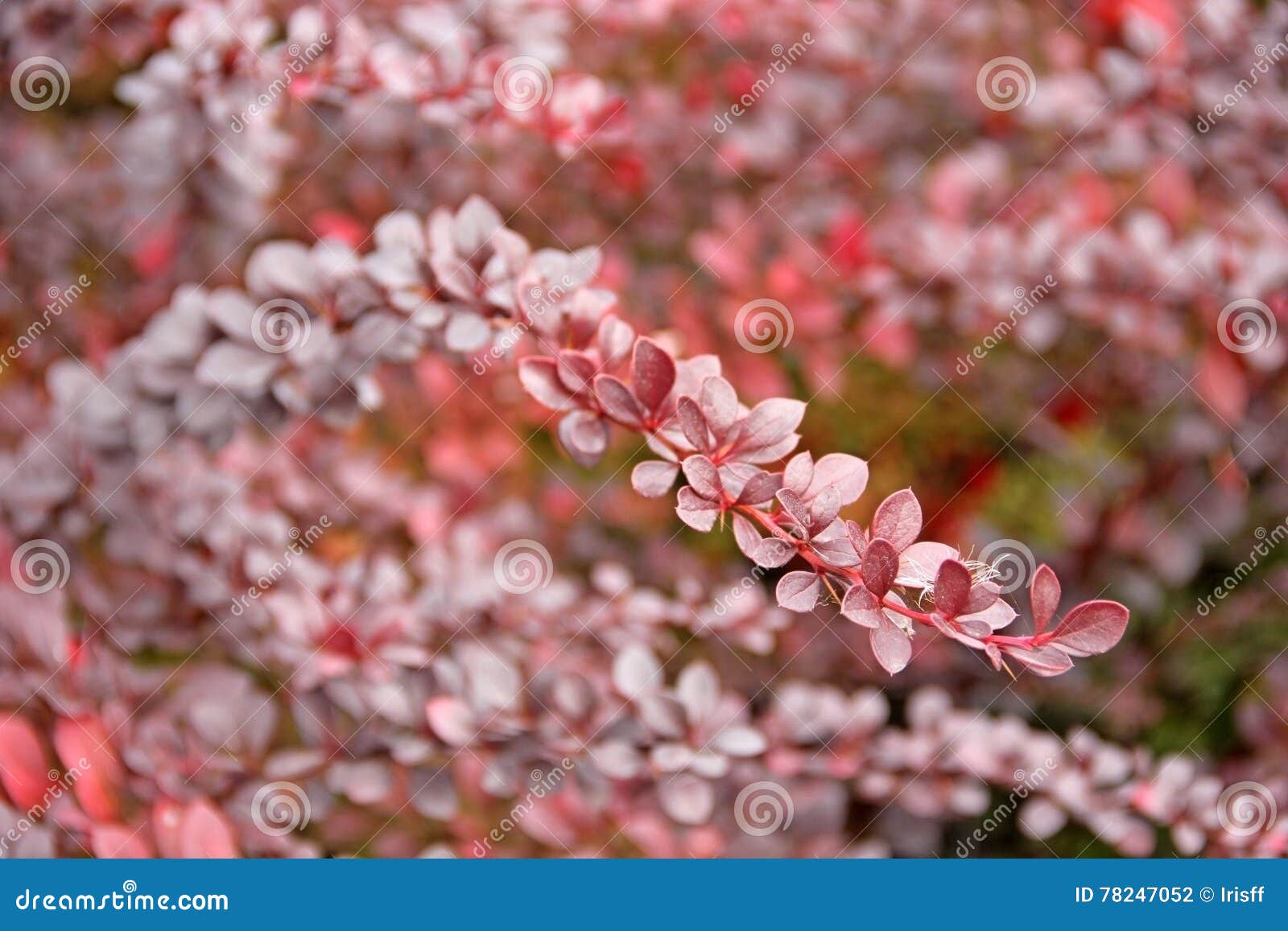 Struik met rode bladeren stock foto. Image of nave, bessen - 78247052