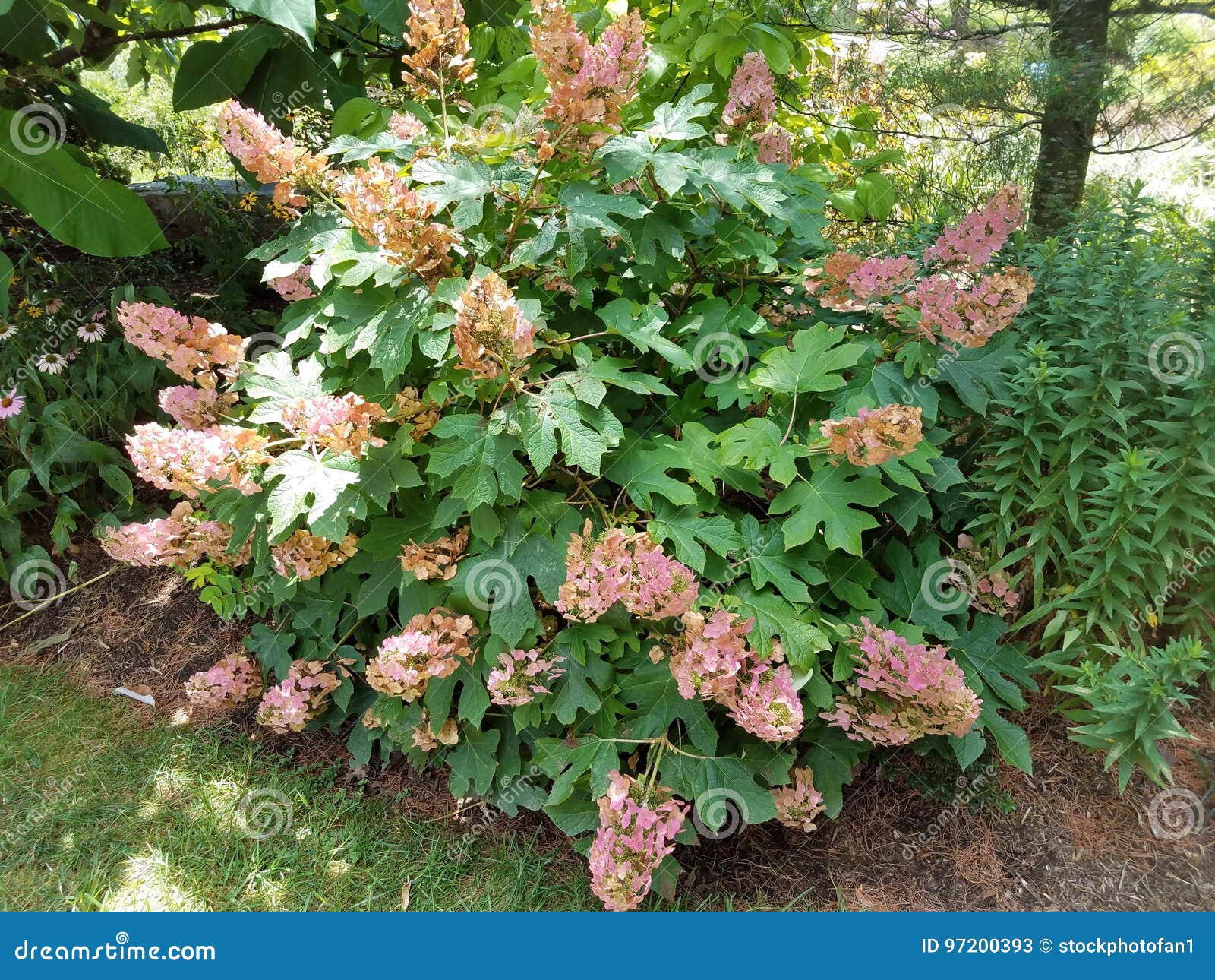 Struik met roze bloemen stock afbeelding. Image of bladeren - 97200393