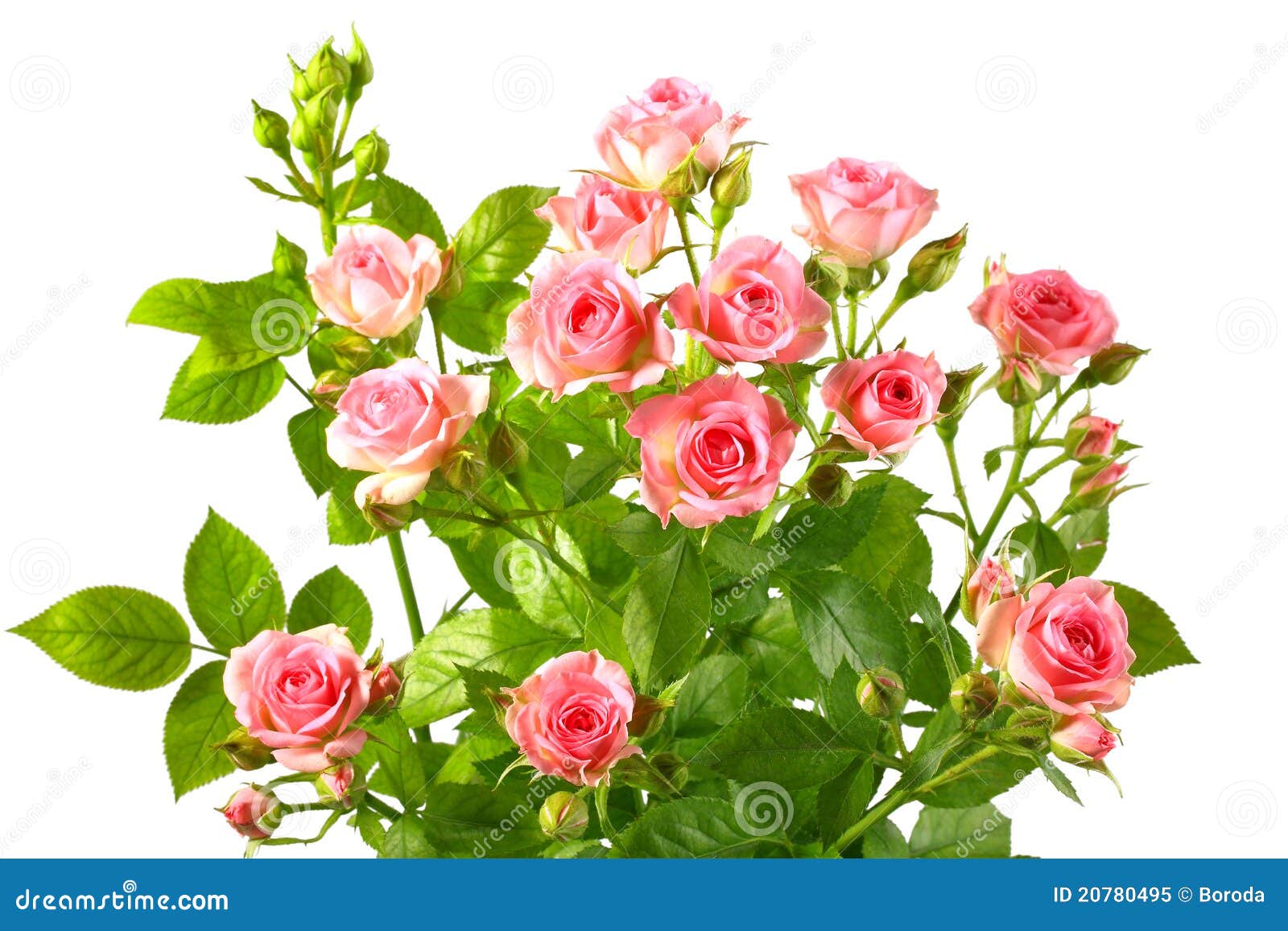 Struik Met Roze Rozen En Groene Leafes Stock Afbeelding - Image of ...