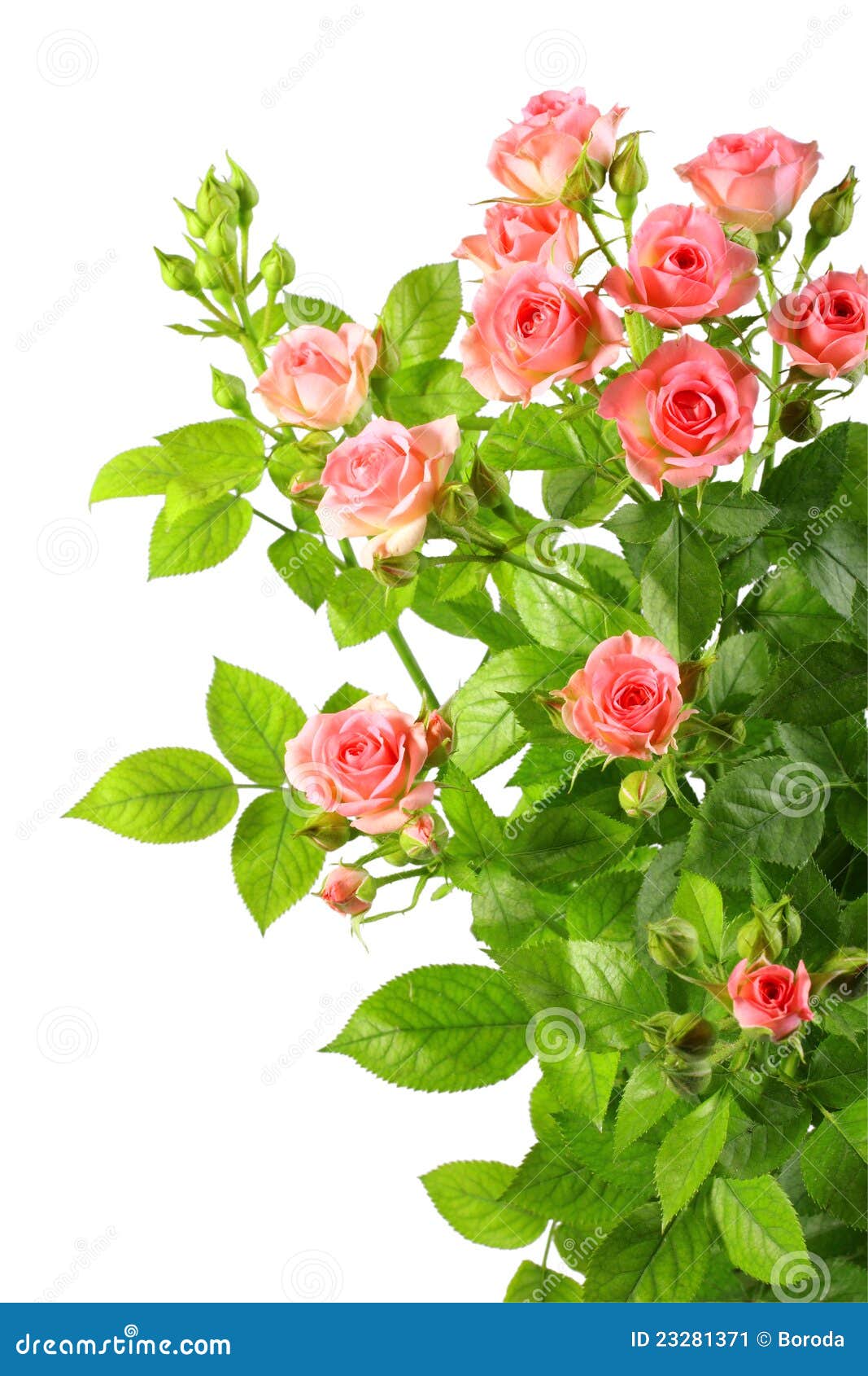 Struik Met Roze Rozen En Groene Leafes Stock Afbeelding - Image of ...