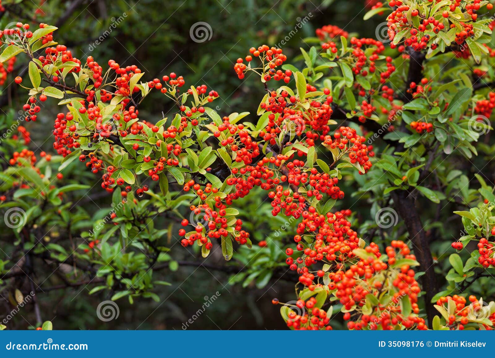 Struik Met Veel Rode Bessen Royalty-vrije Stock Afbeelding - Afbeelding ...