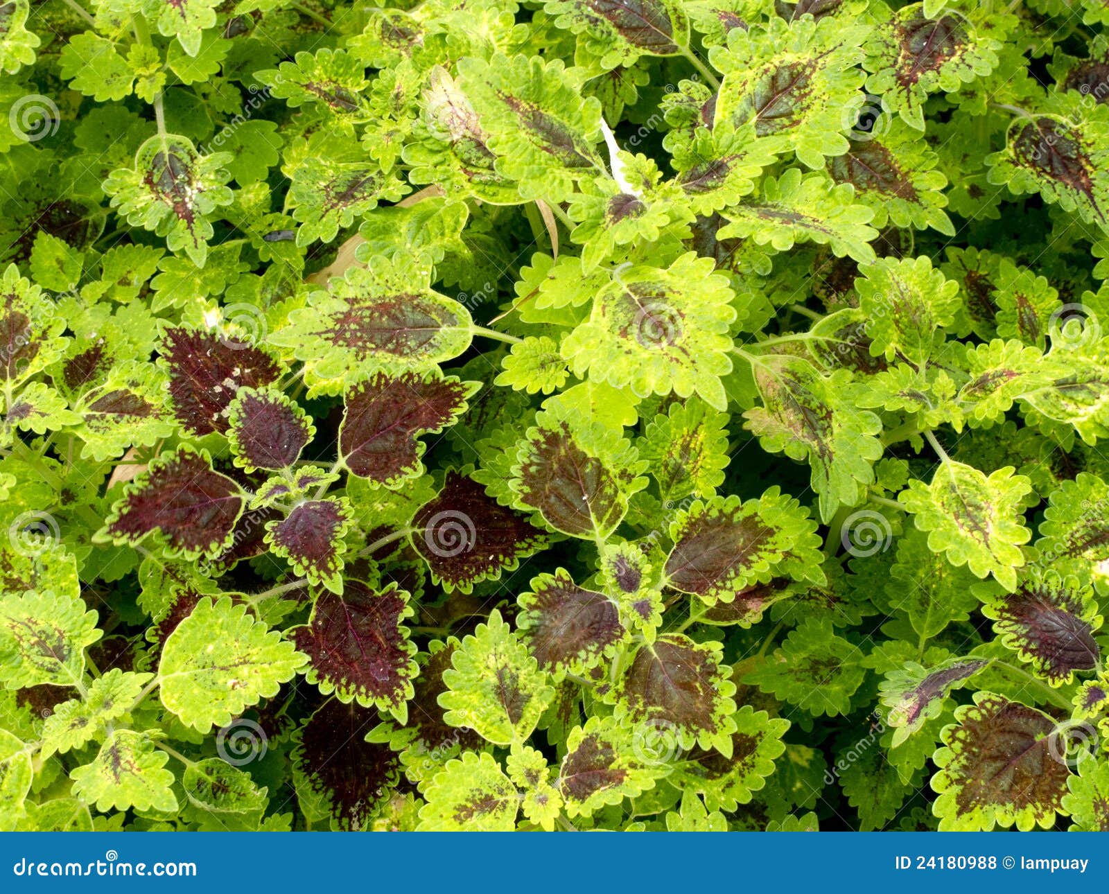 Struik in Rode En Groene Bladeren Stock Foto - Image of tuin ...