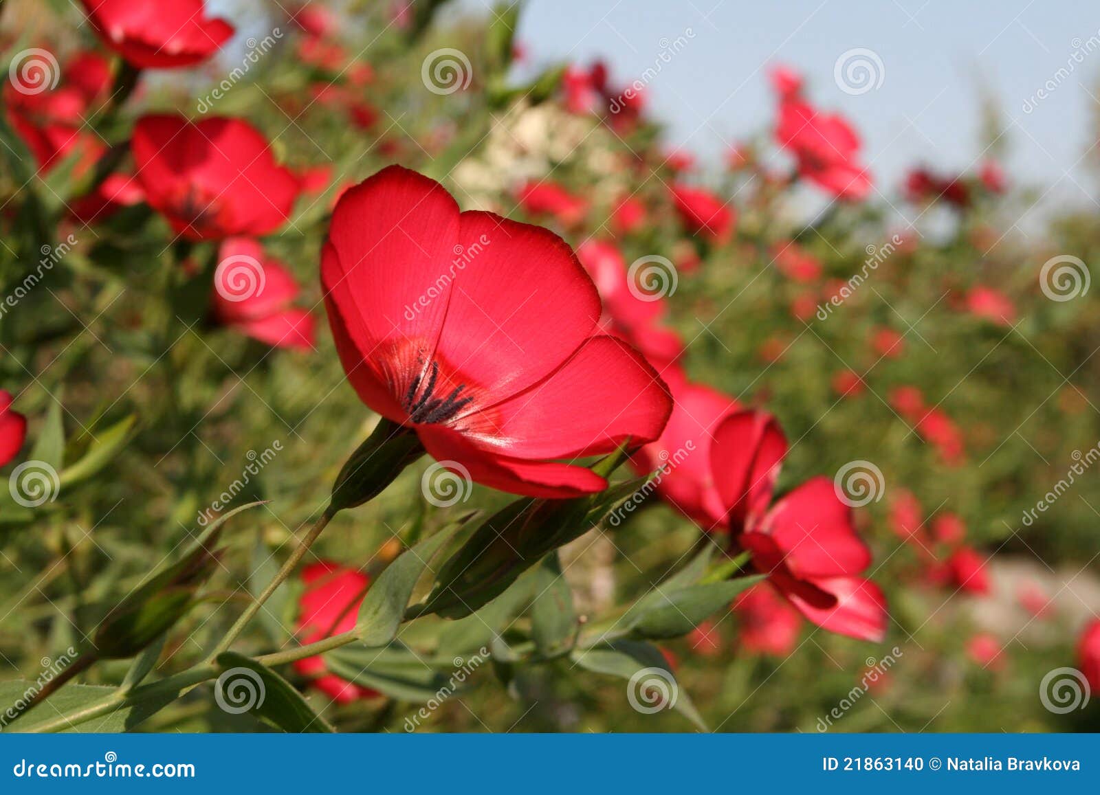 Struik met rode bloemen