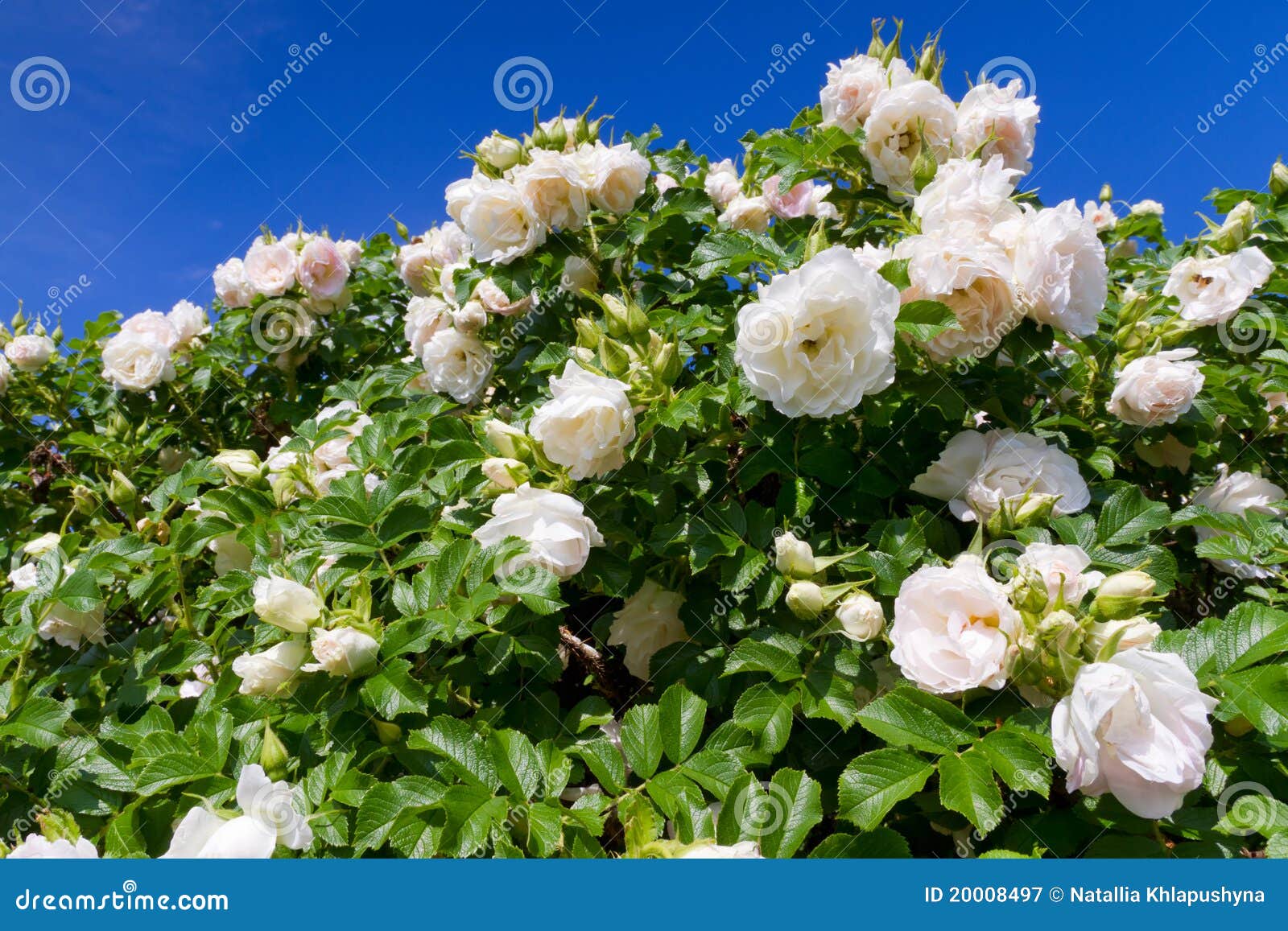 Struik van witte rozen stock afbeelding. Image of struik - 20008497