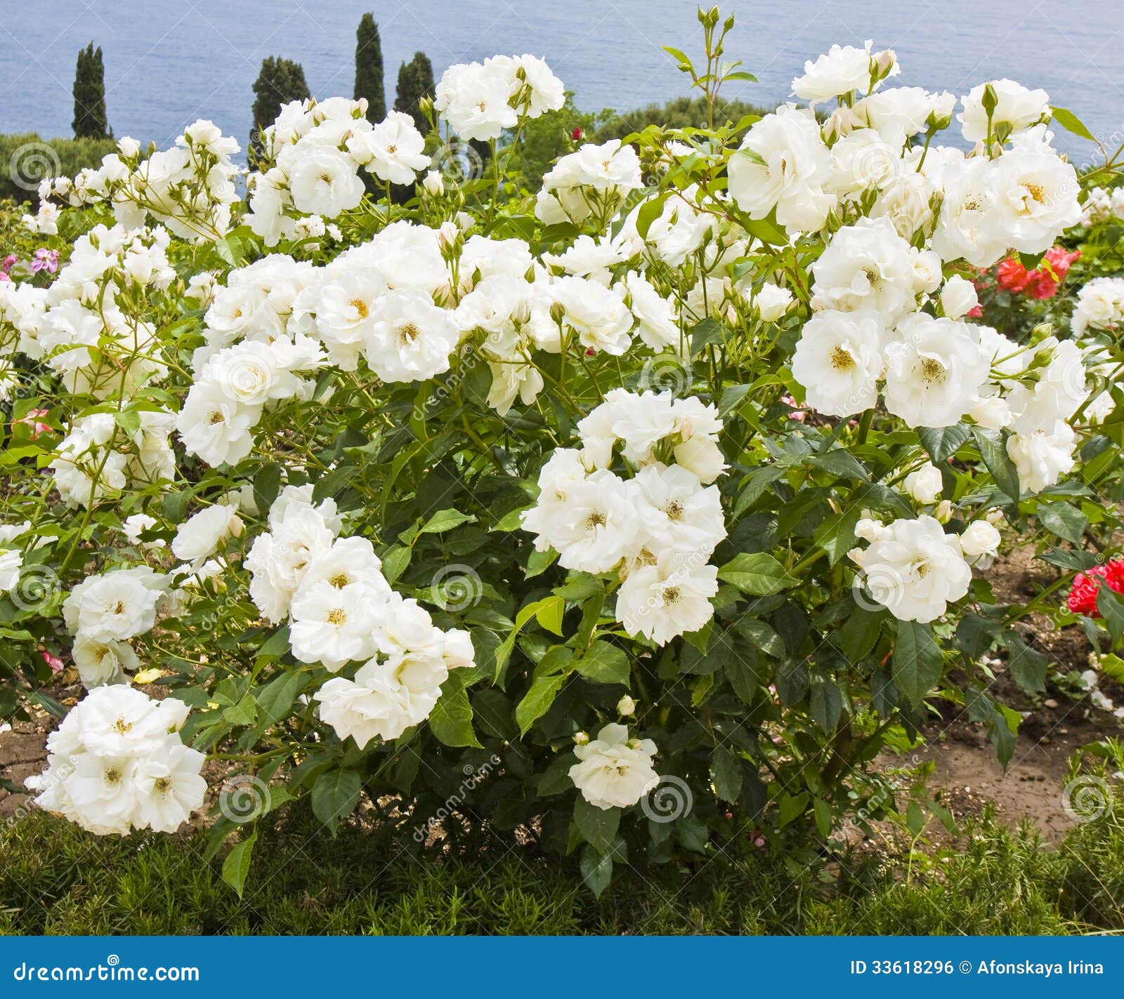 Struik van witte rozen stock foto. Image of nave, water - 33618296