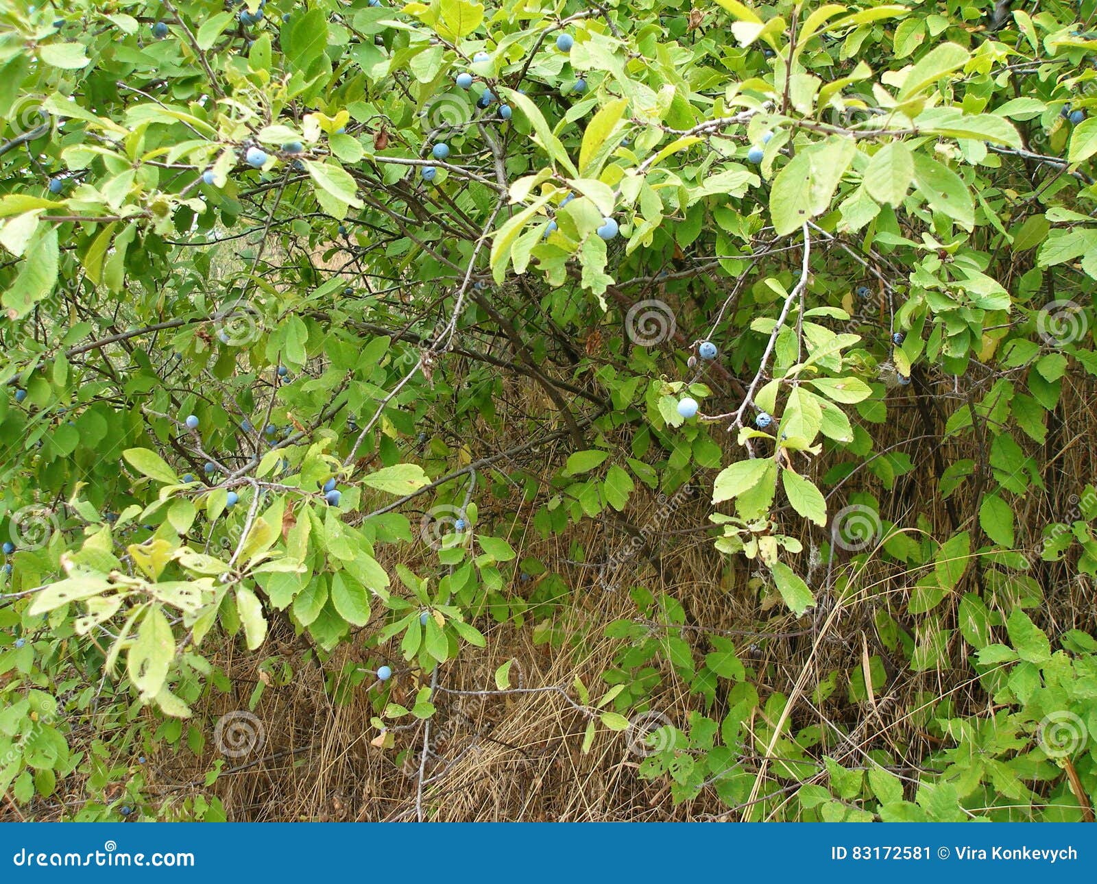 Struik Wat Blauwe Bessen Kweken Stock Afbeelding - Image of groen ...
