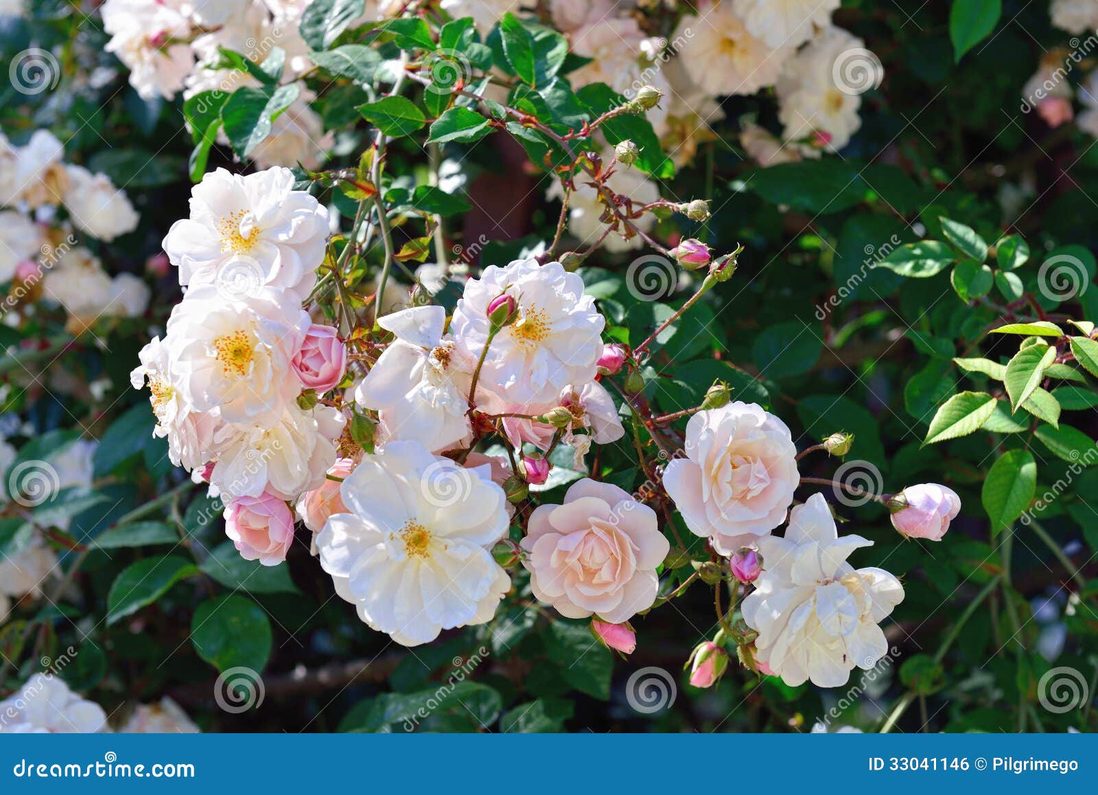Struik Witte Rozen in De Tuin Stock Foto - Image of bloesem, velen ...