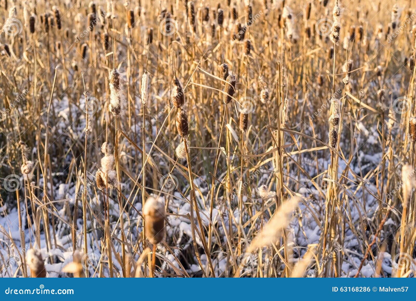 Struikgewas Van Een Riet of Een Riet in Zonlicht Stock Foto - Image of ...